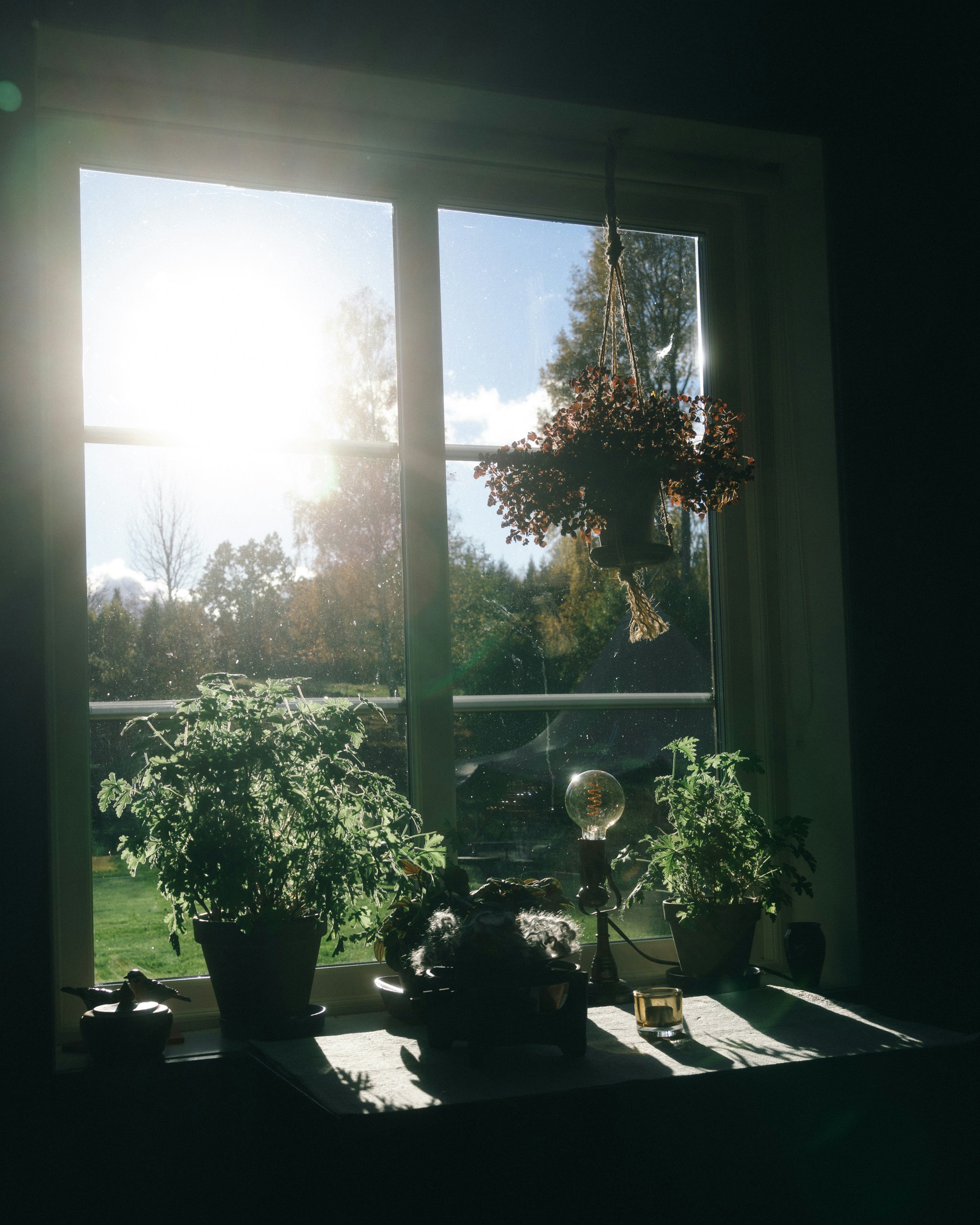 Instagram: @withdanial | Sunlight streams through a window onto houseplants.
