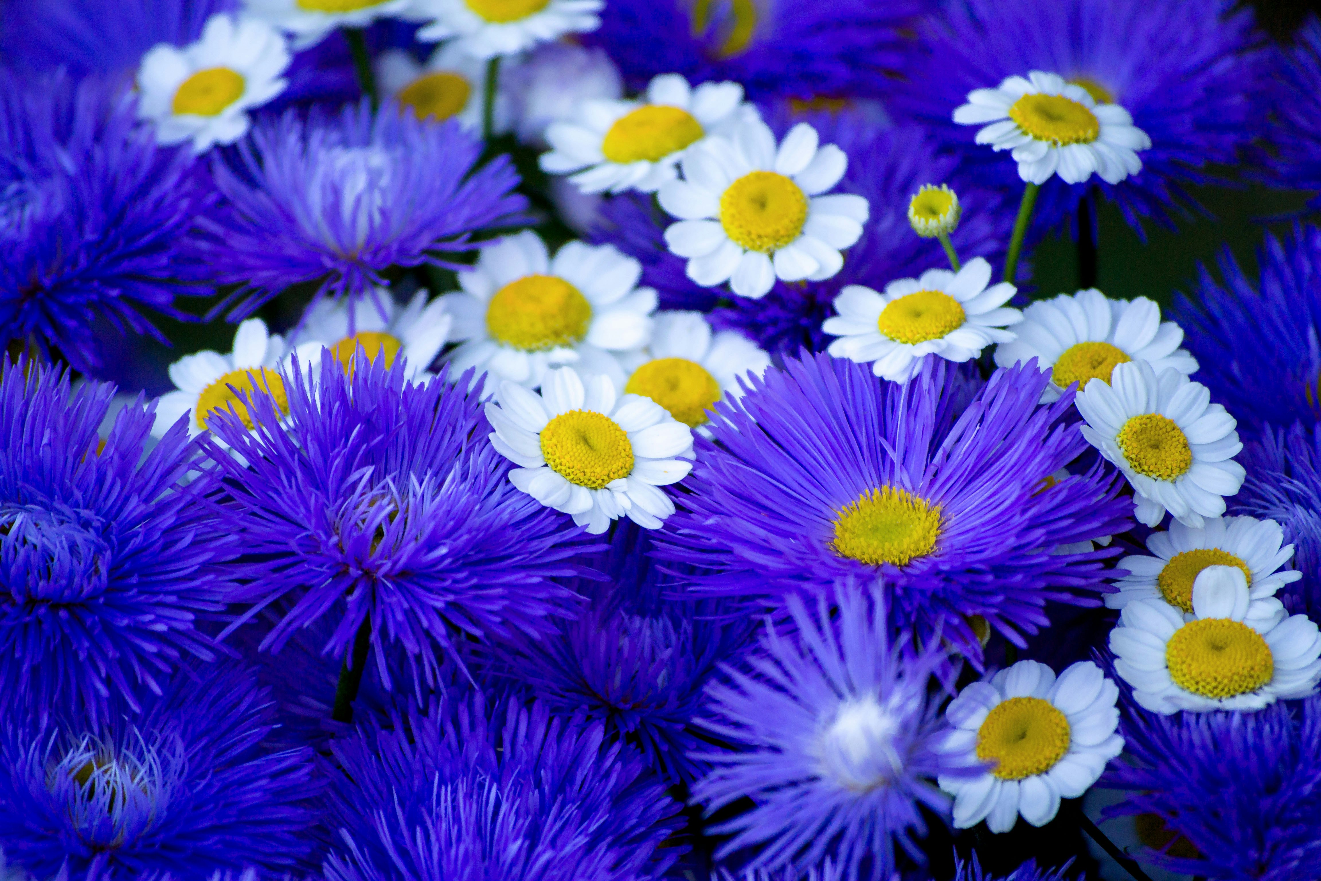 A Symphony of Purple and White Petals