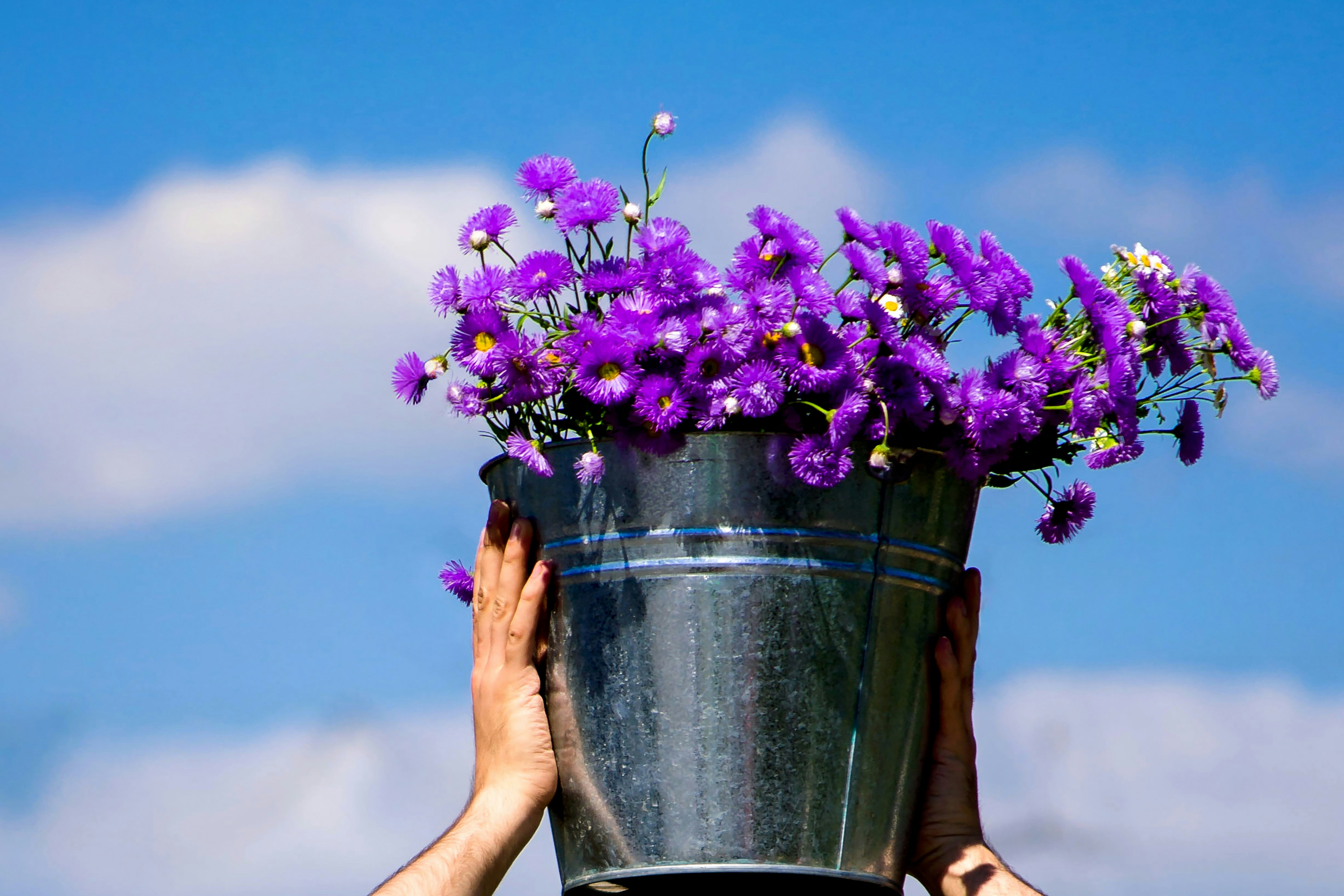 Floral Embrace Under the Sky