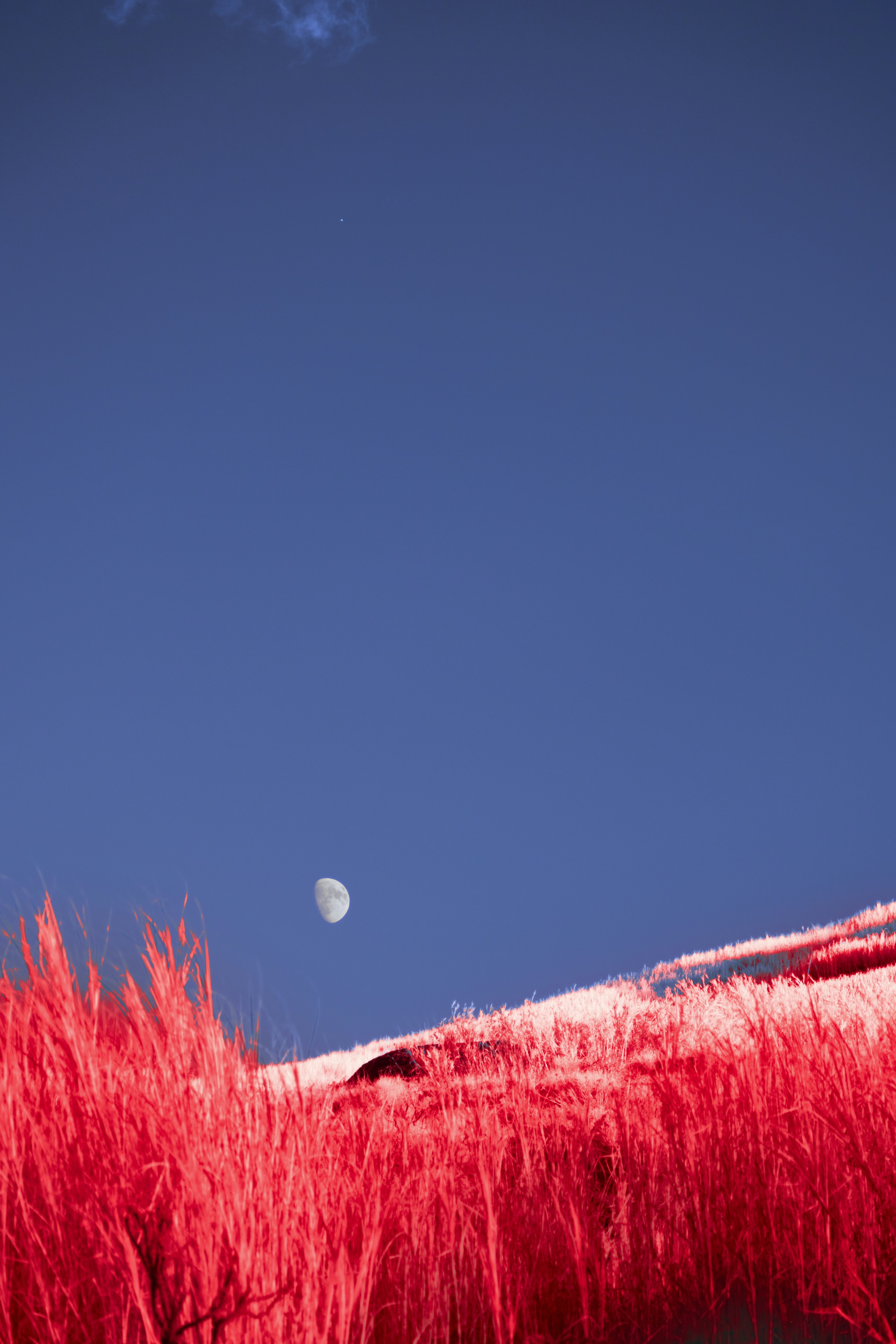 Whispers of the Moon Over Crimson Fields
