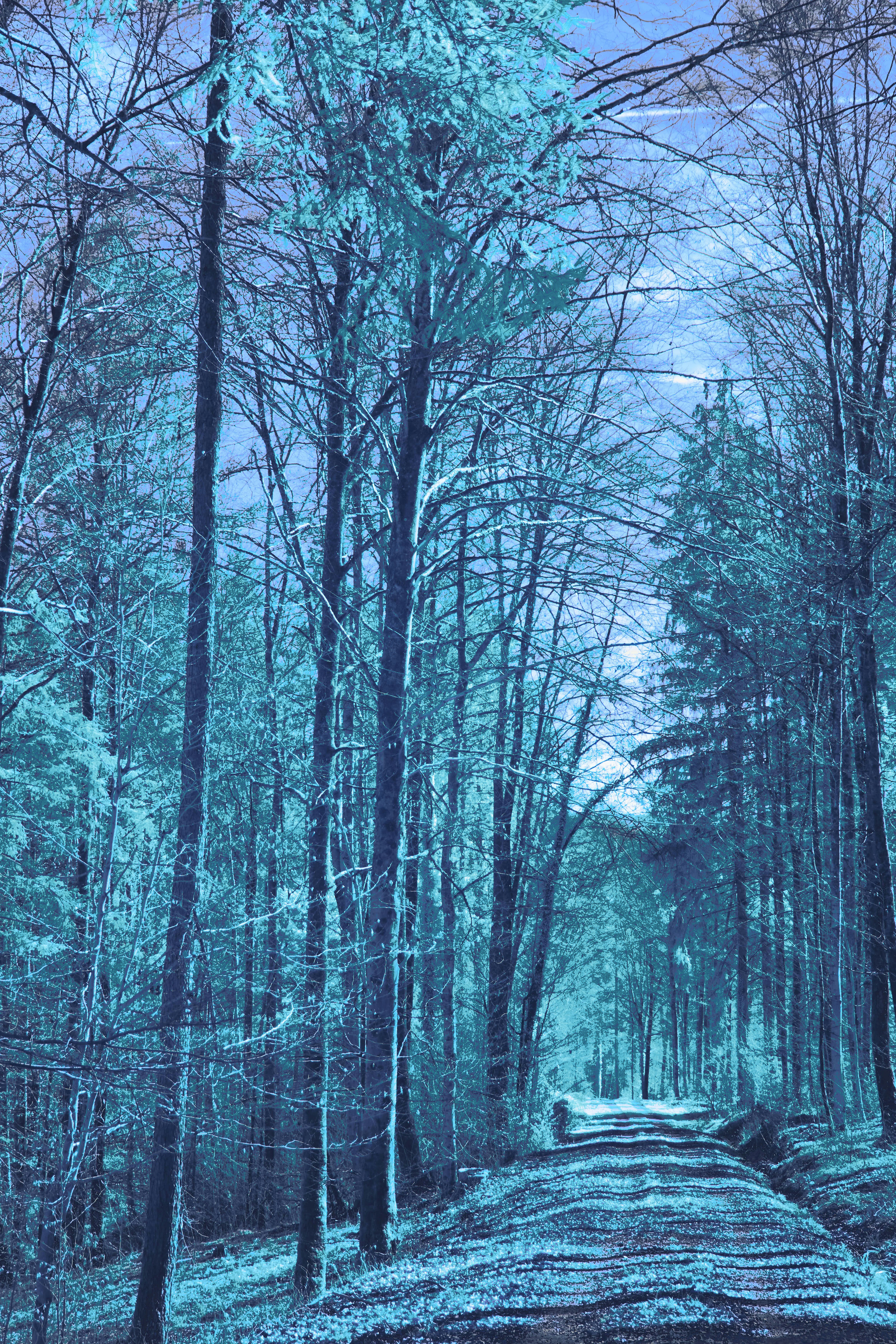 A path through a bare forest in winter.