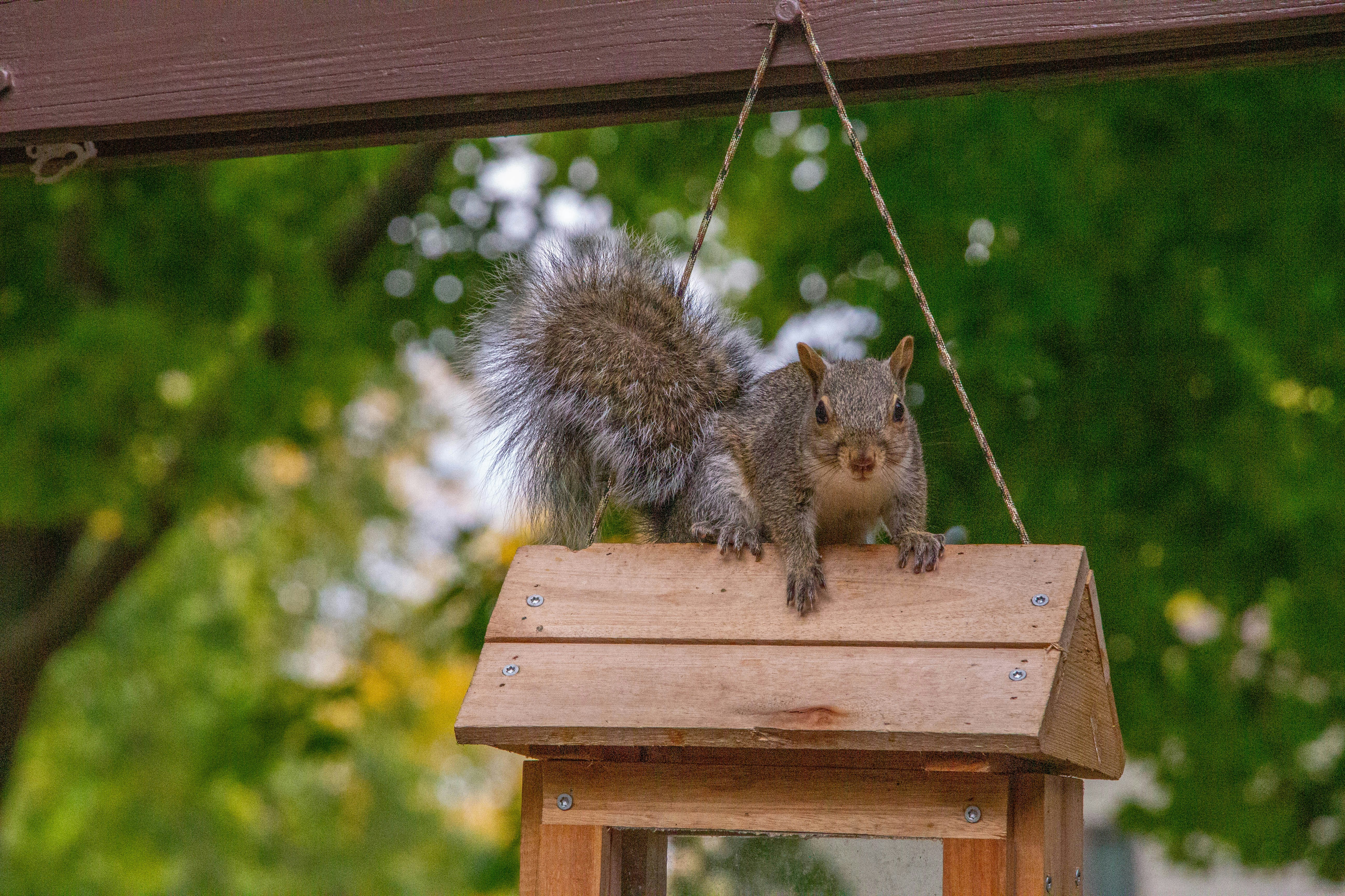 Squirrel's Delight: A Playful Pause