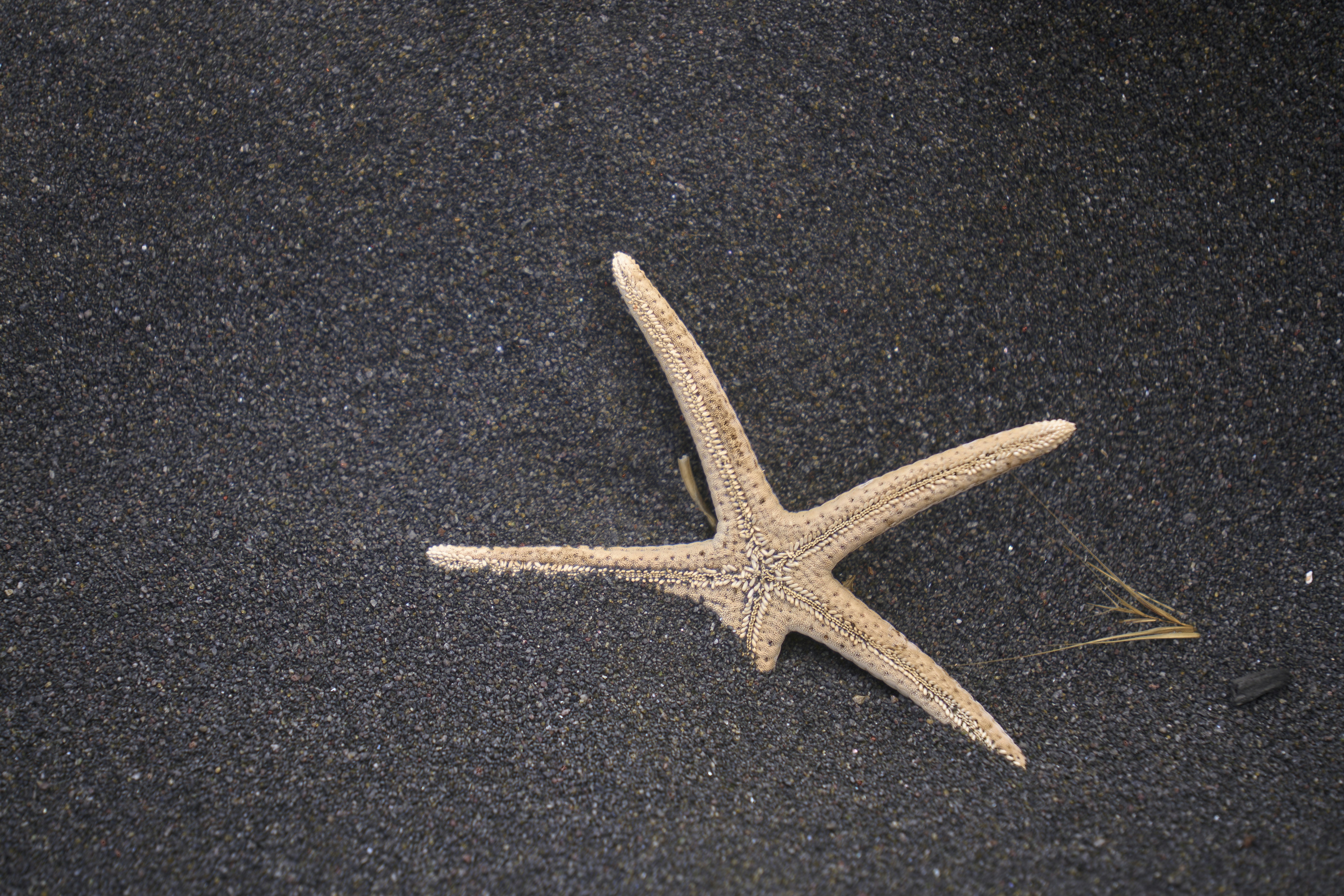 A starfish lies on dark sand