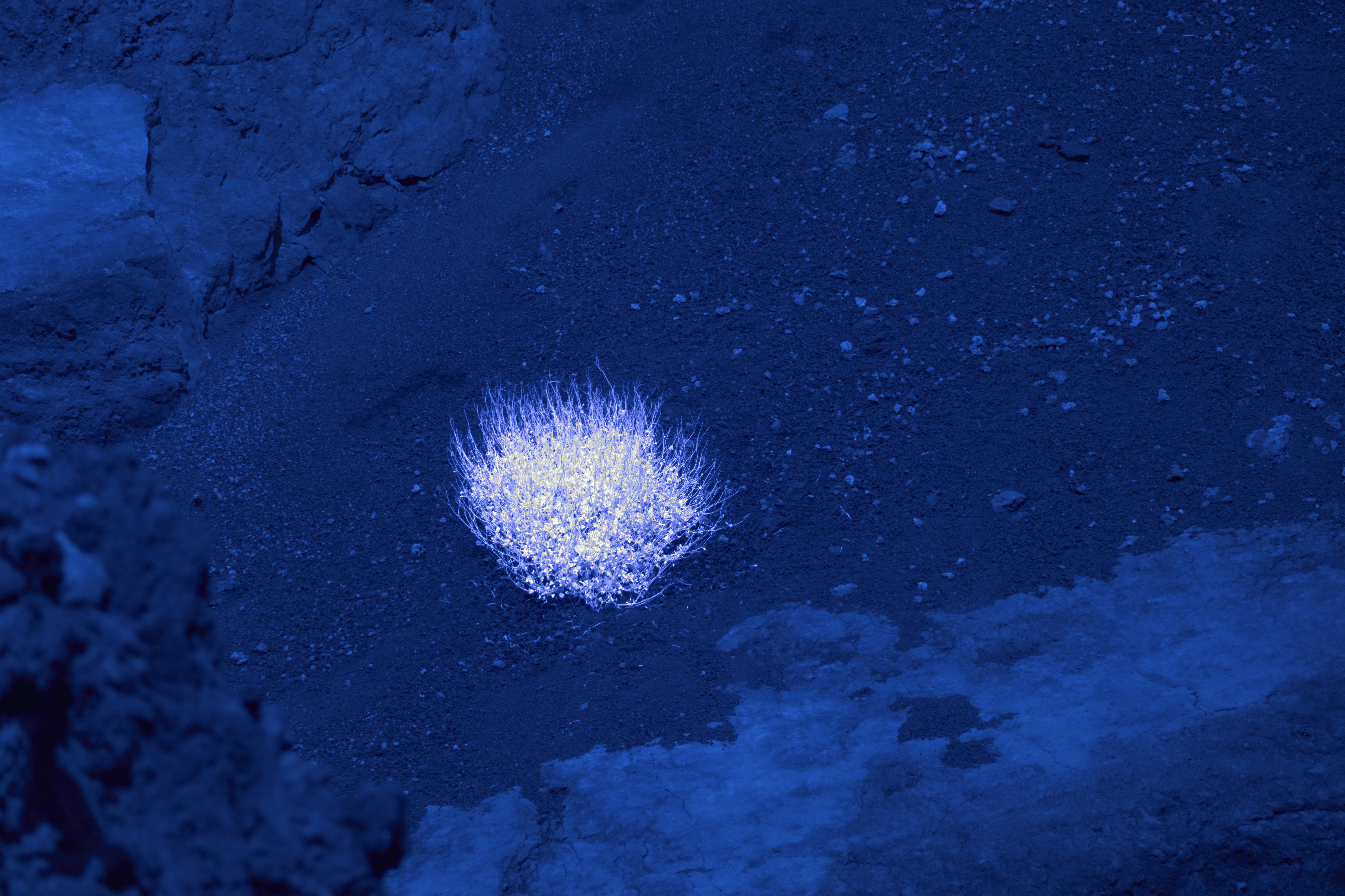 Bioluminescent Glow in the Depths