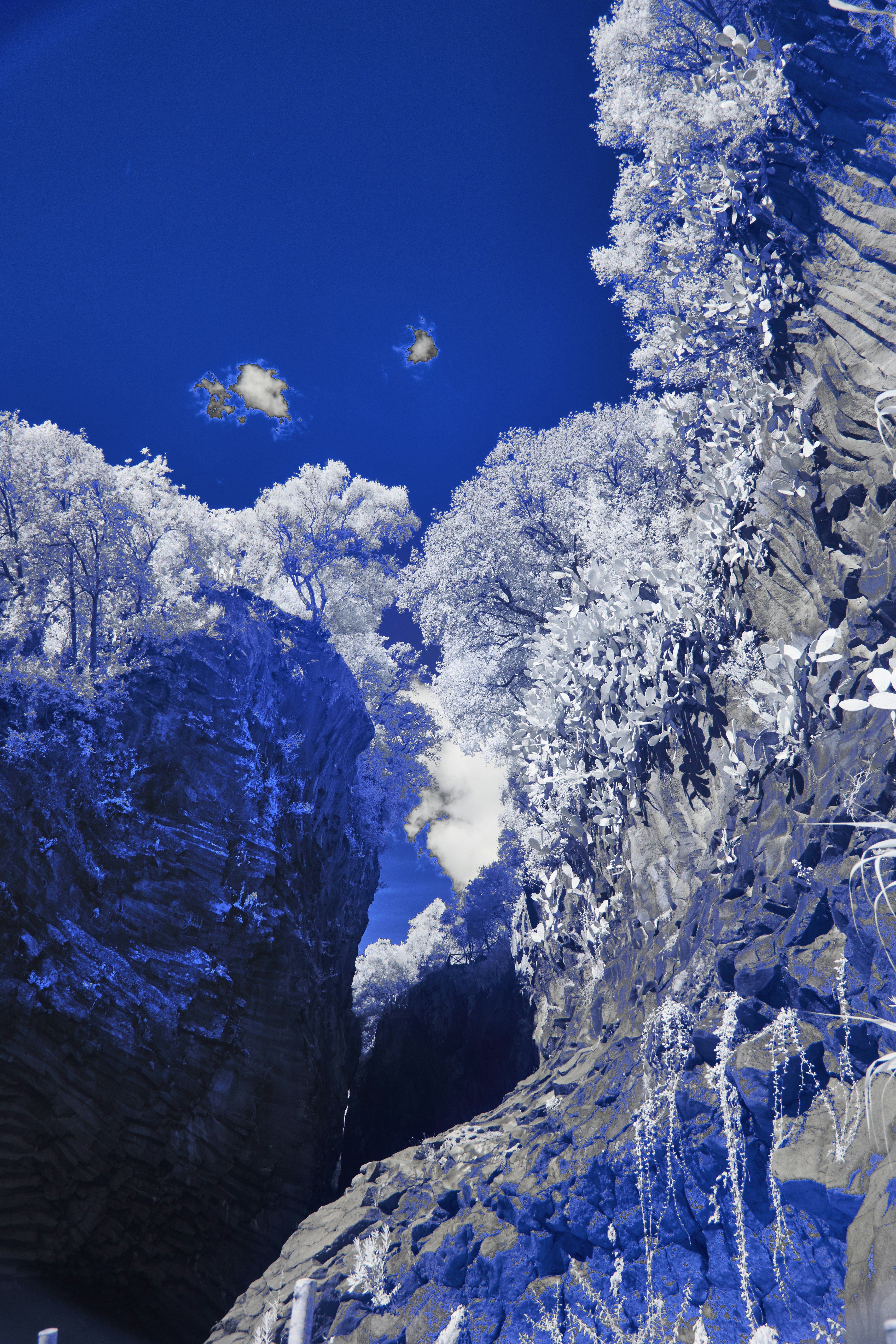 Dramatic canyon with bright white trees and blue sky