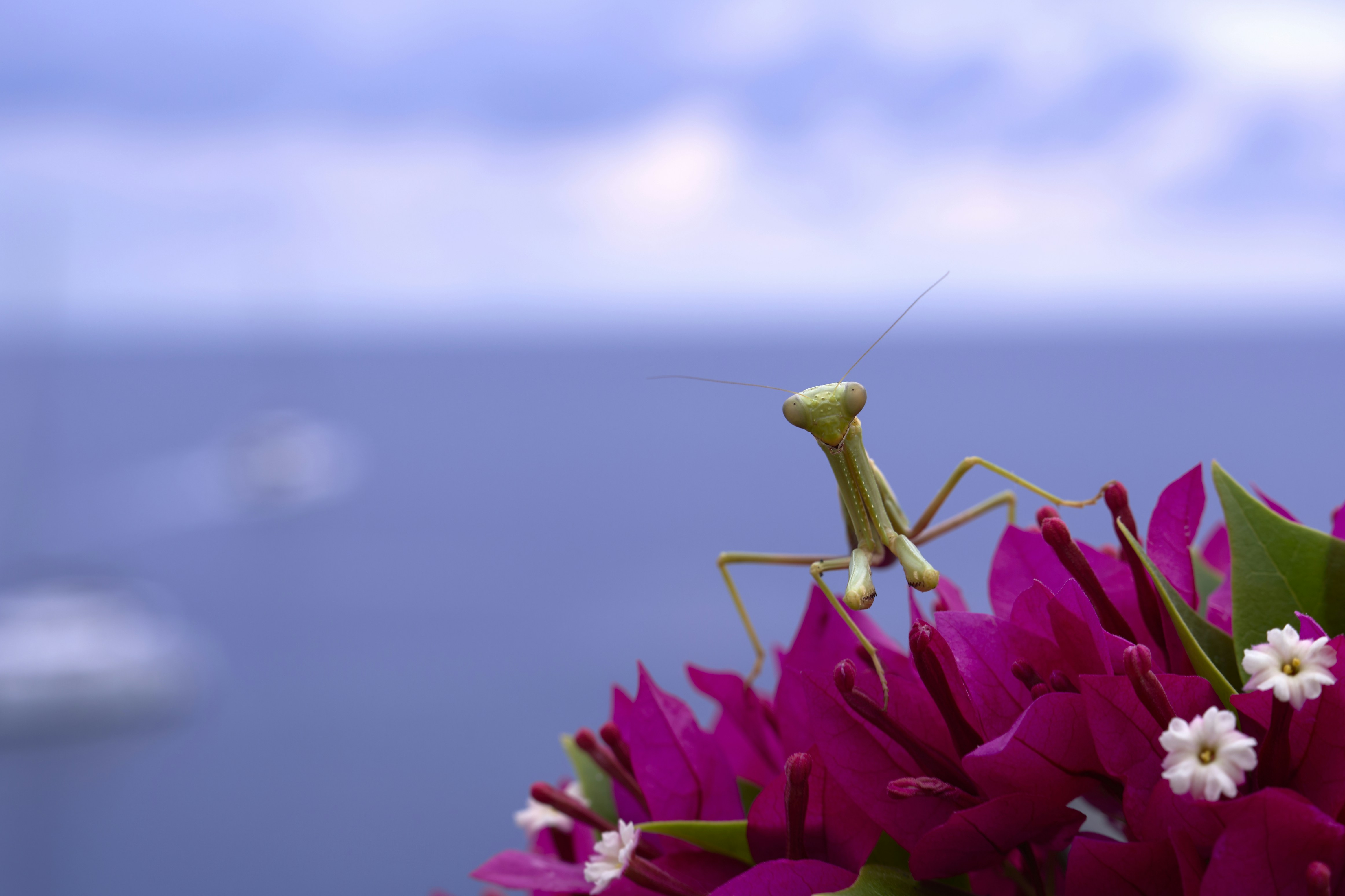 Nature's Intriguing Observer