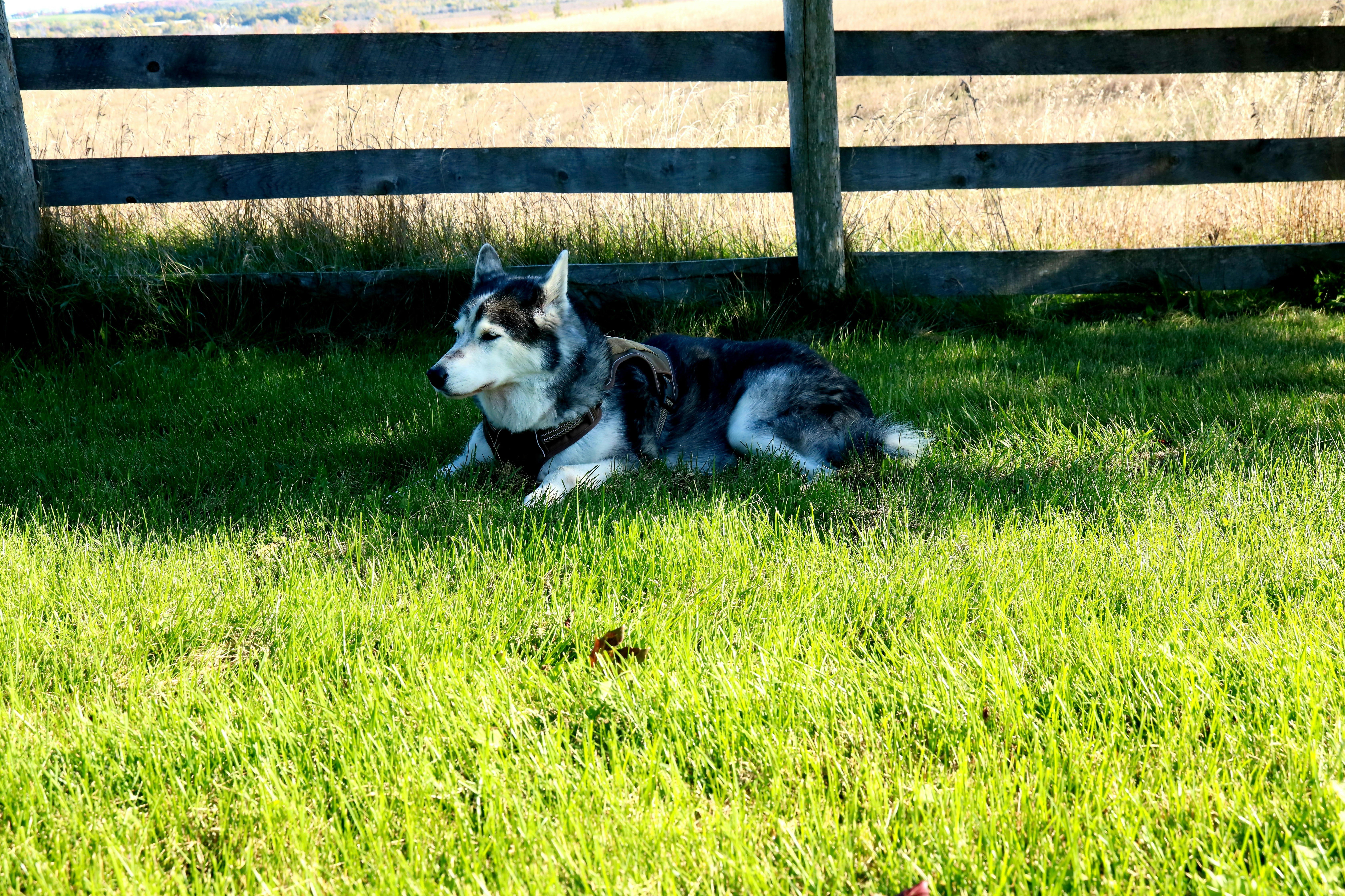 Husky resting on lush green grass with a wooden fence in the background.