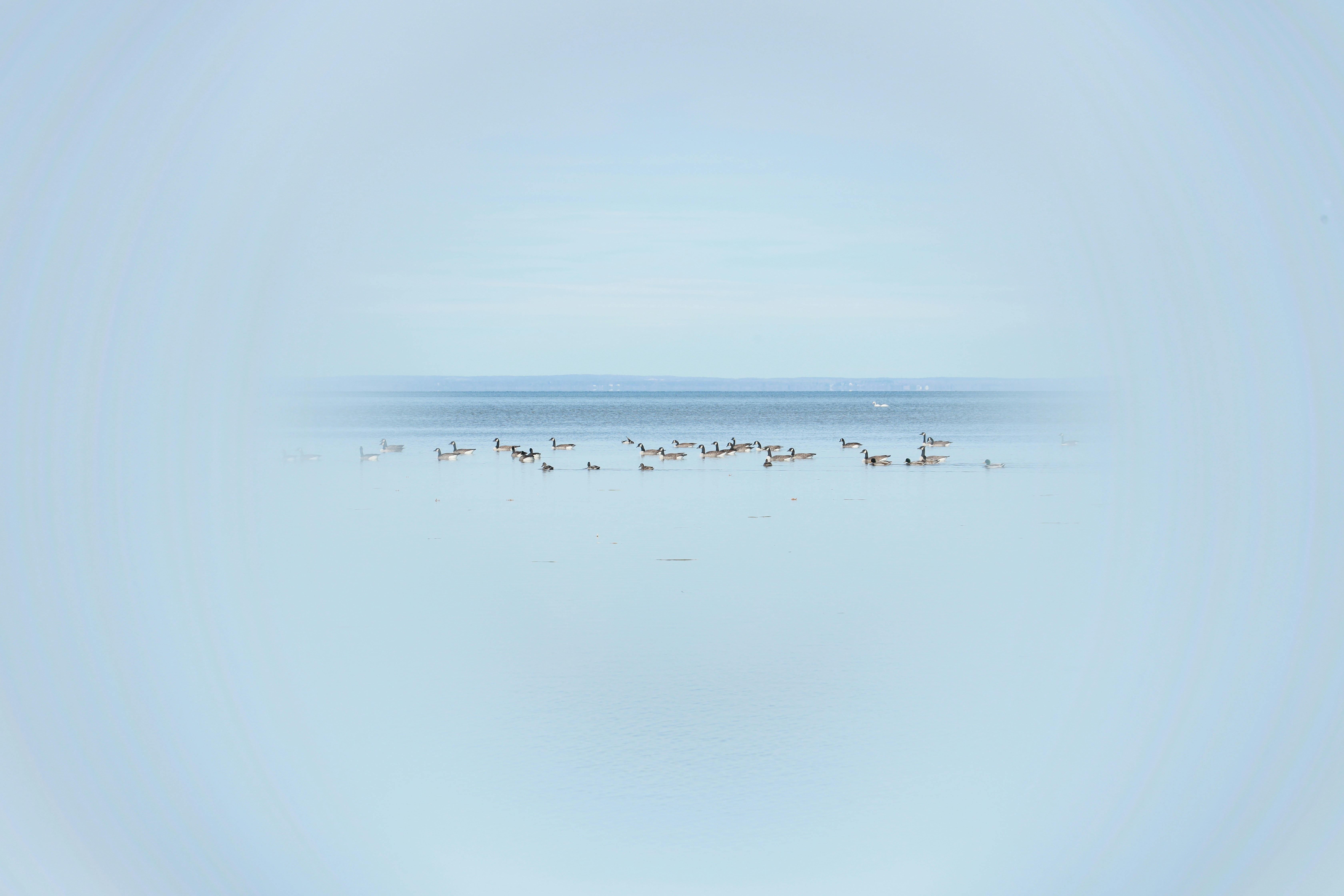 Serenity Amidst the Flock