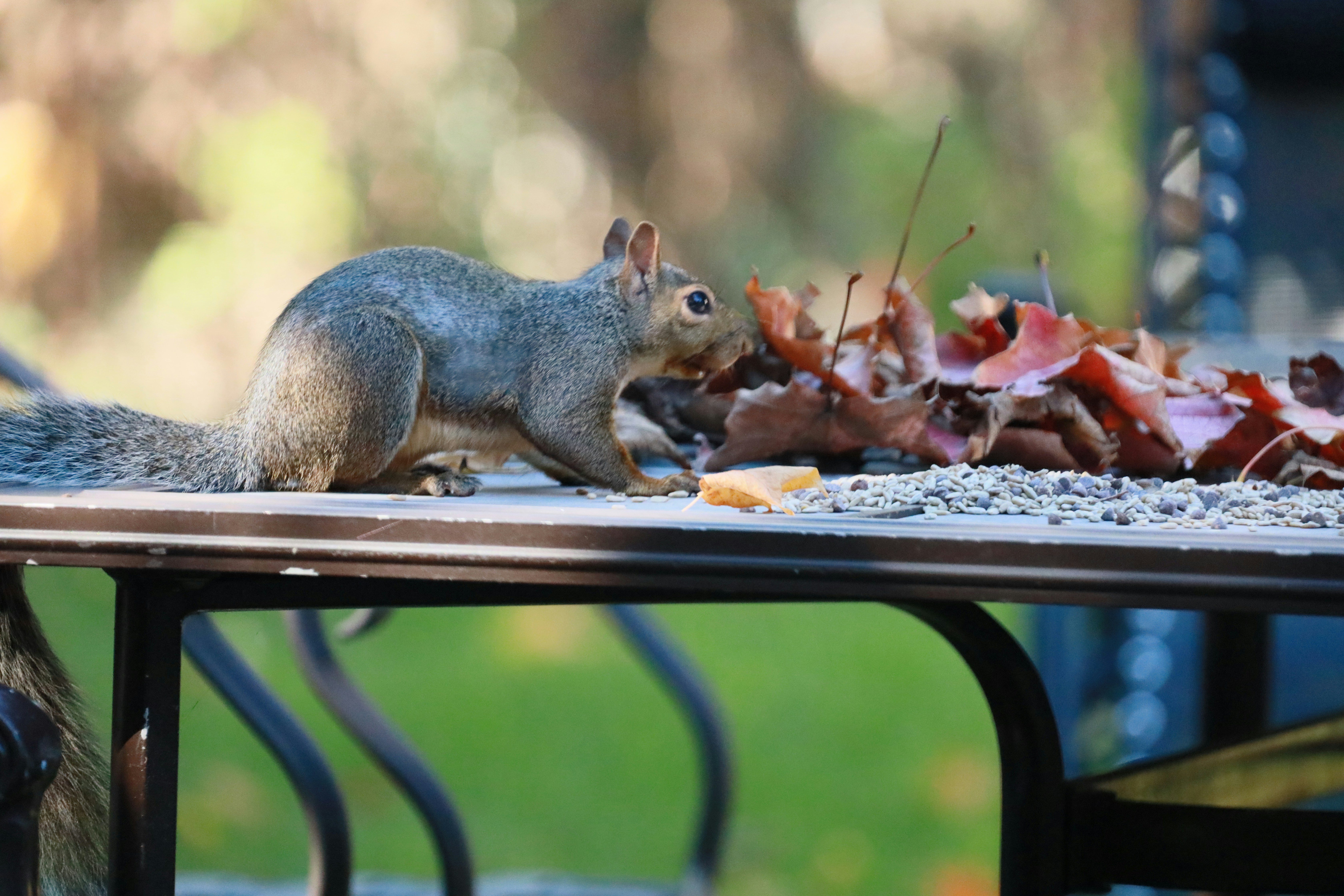 Squirrel eating on a table with fallen leaves.