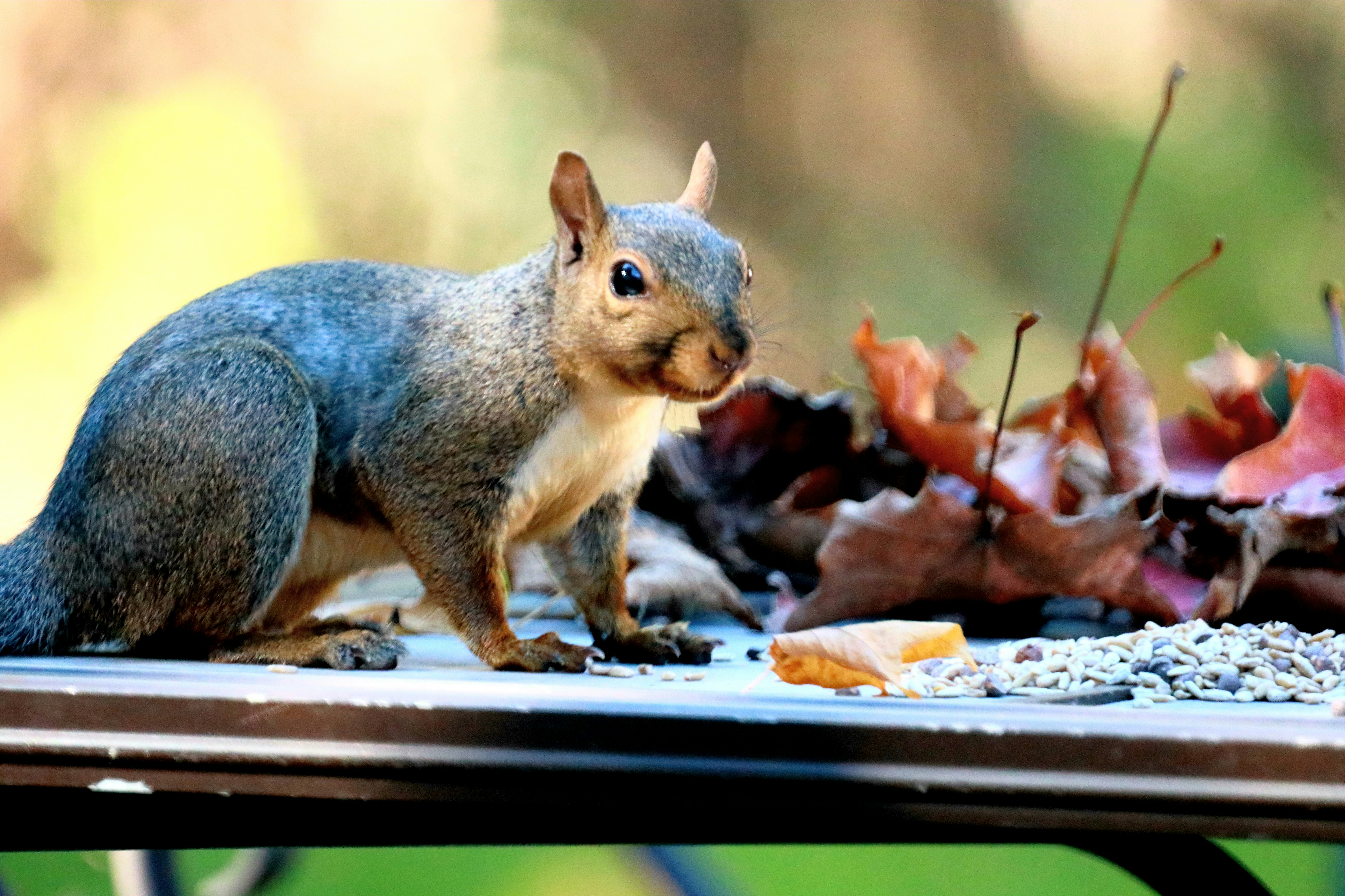 A gray squirrel perched on a table surrounded by fallen leaves and scattered seeds, showcasing its inquisitive nature.