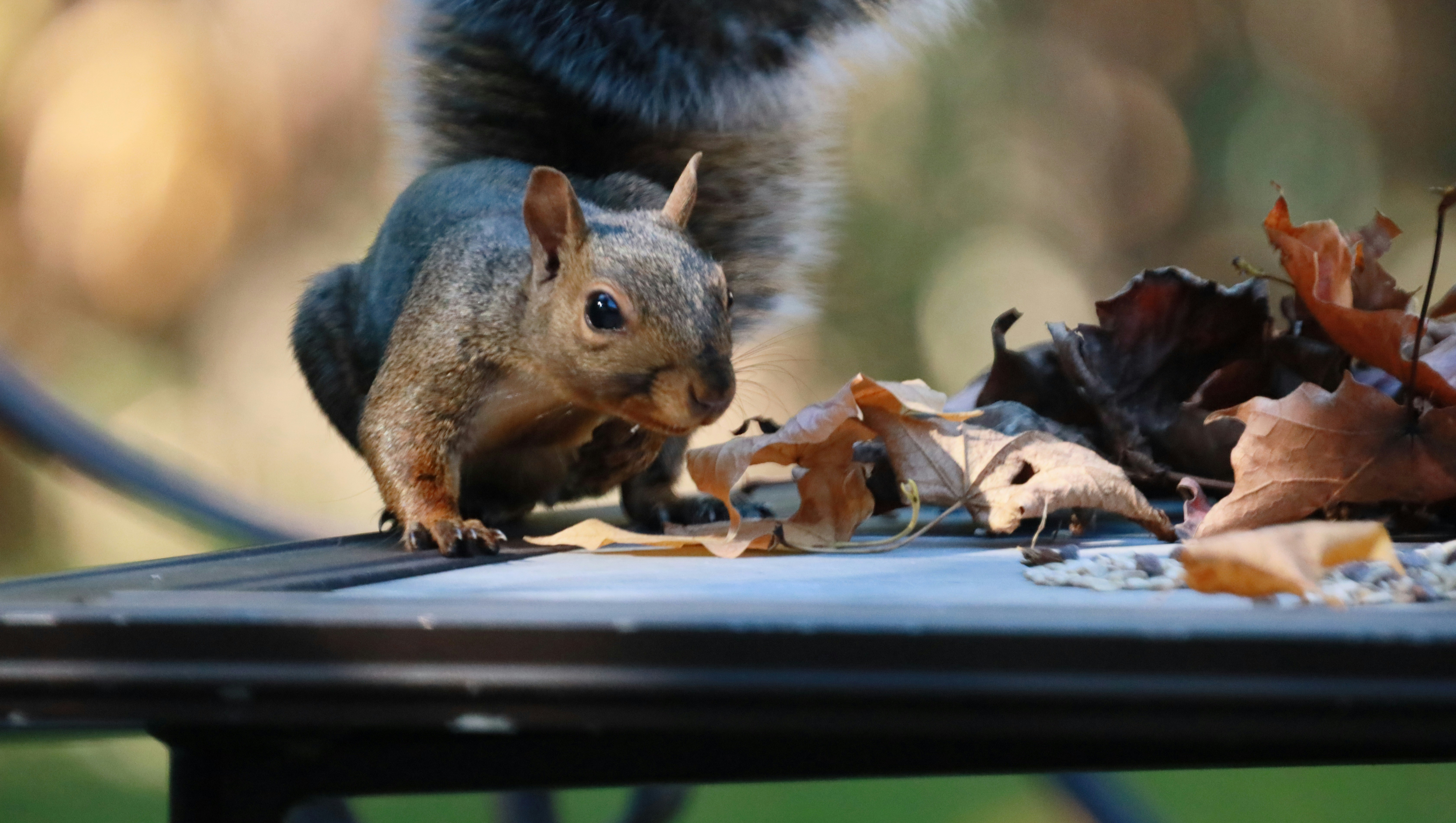 A squirrel curiously explores a table scattered with autumn leaves, showcasing its vibrant fur and attentive expression.