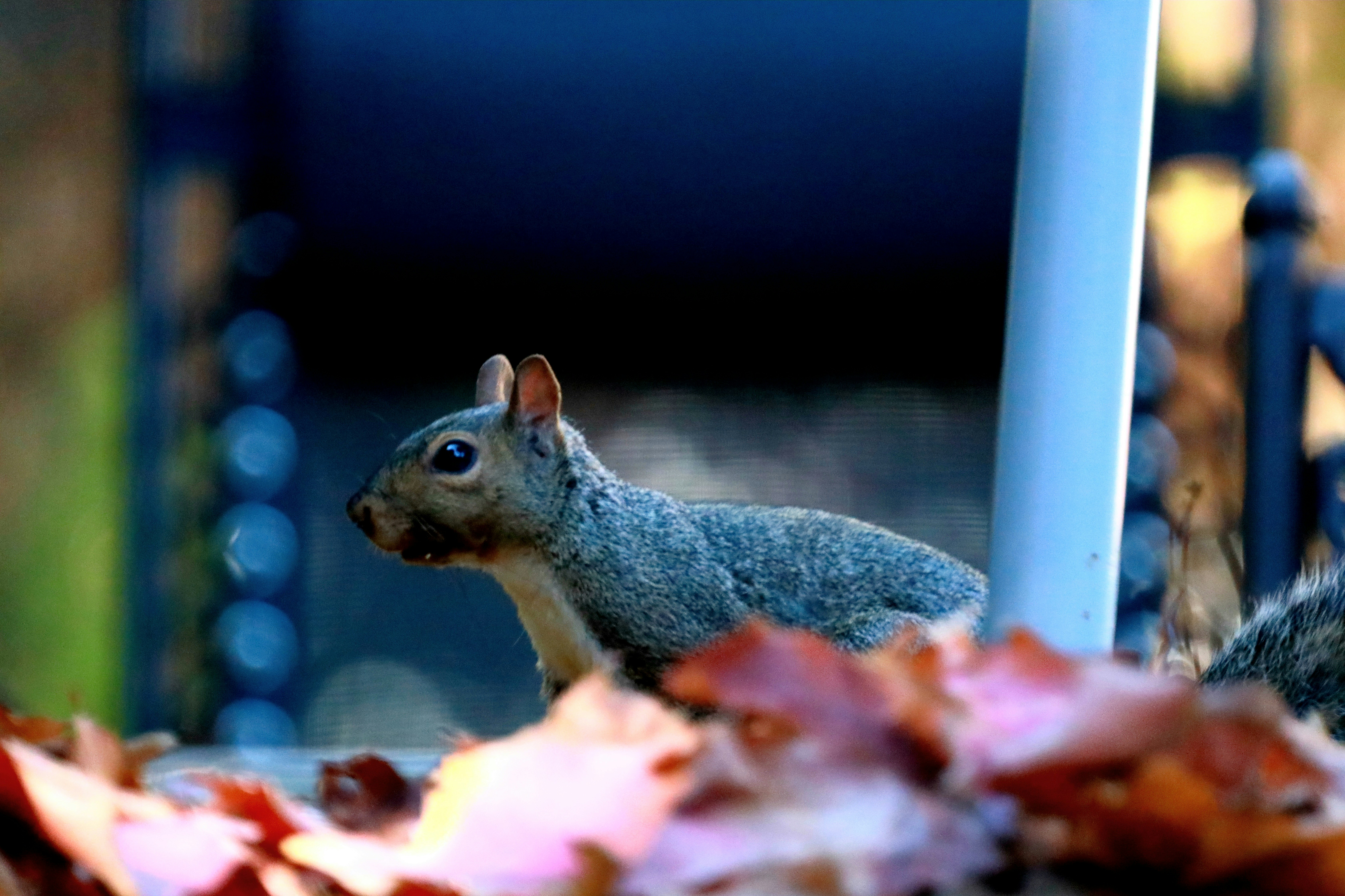 Photo by Richard Burlton with Canon EOS R