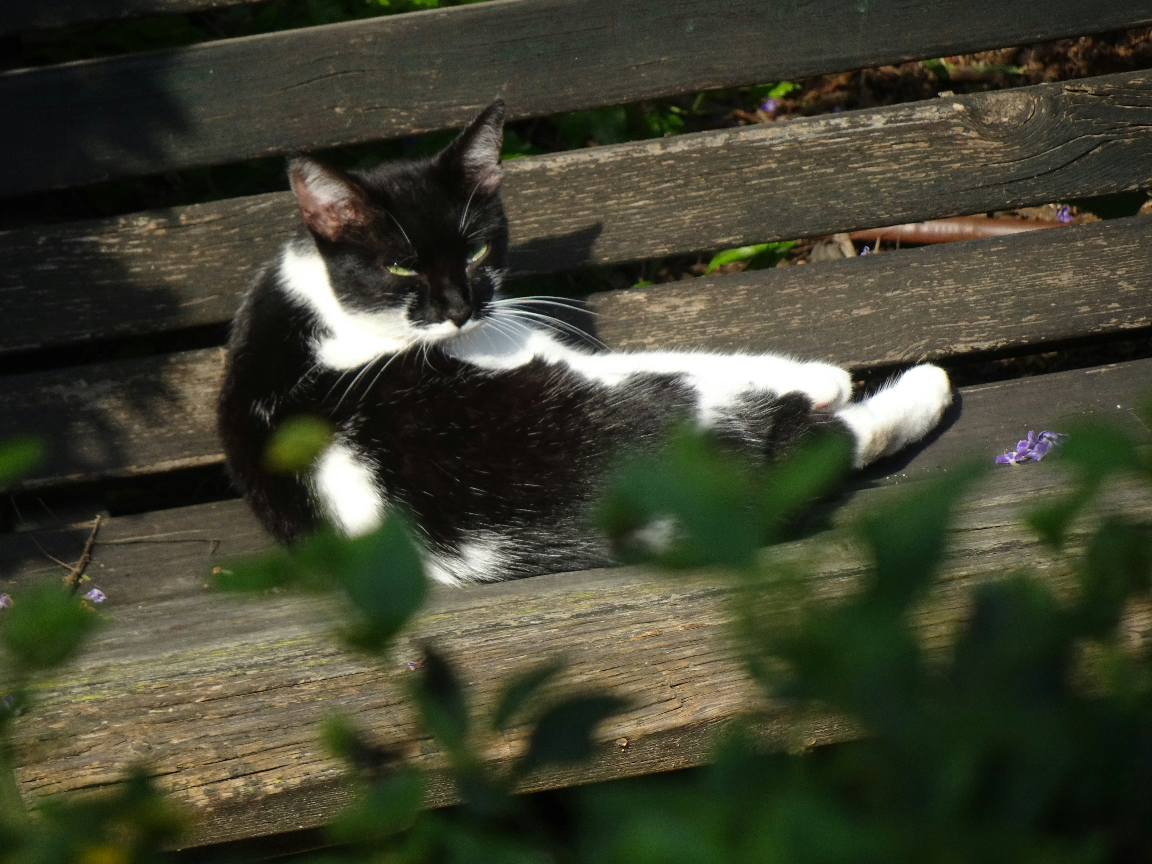 Gato blanco y negro enfadado en un banco de madera. | A black and white cat grooming on a wooden bench.