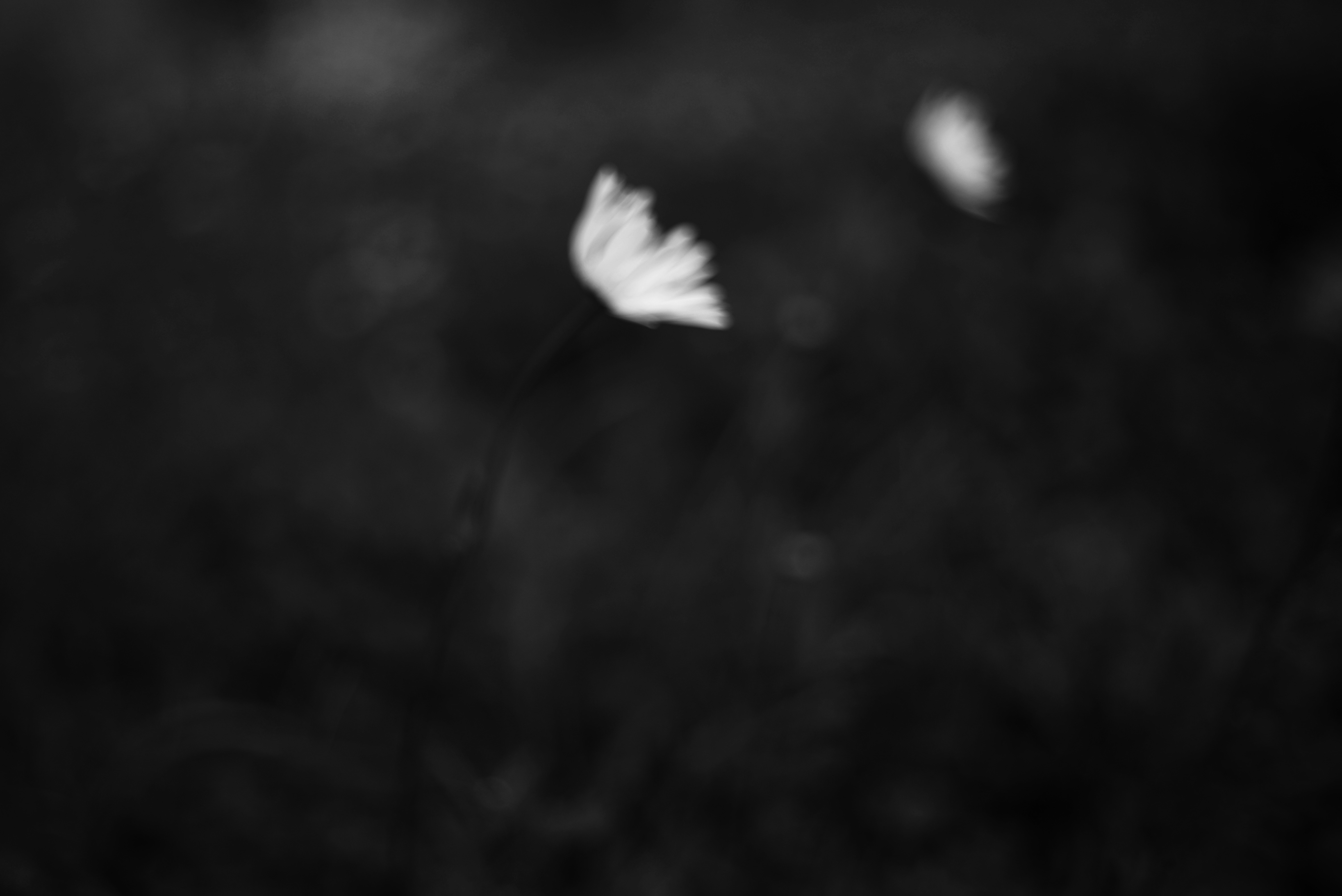 A blurry white flower in a dark field.