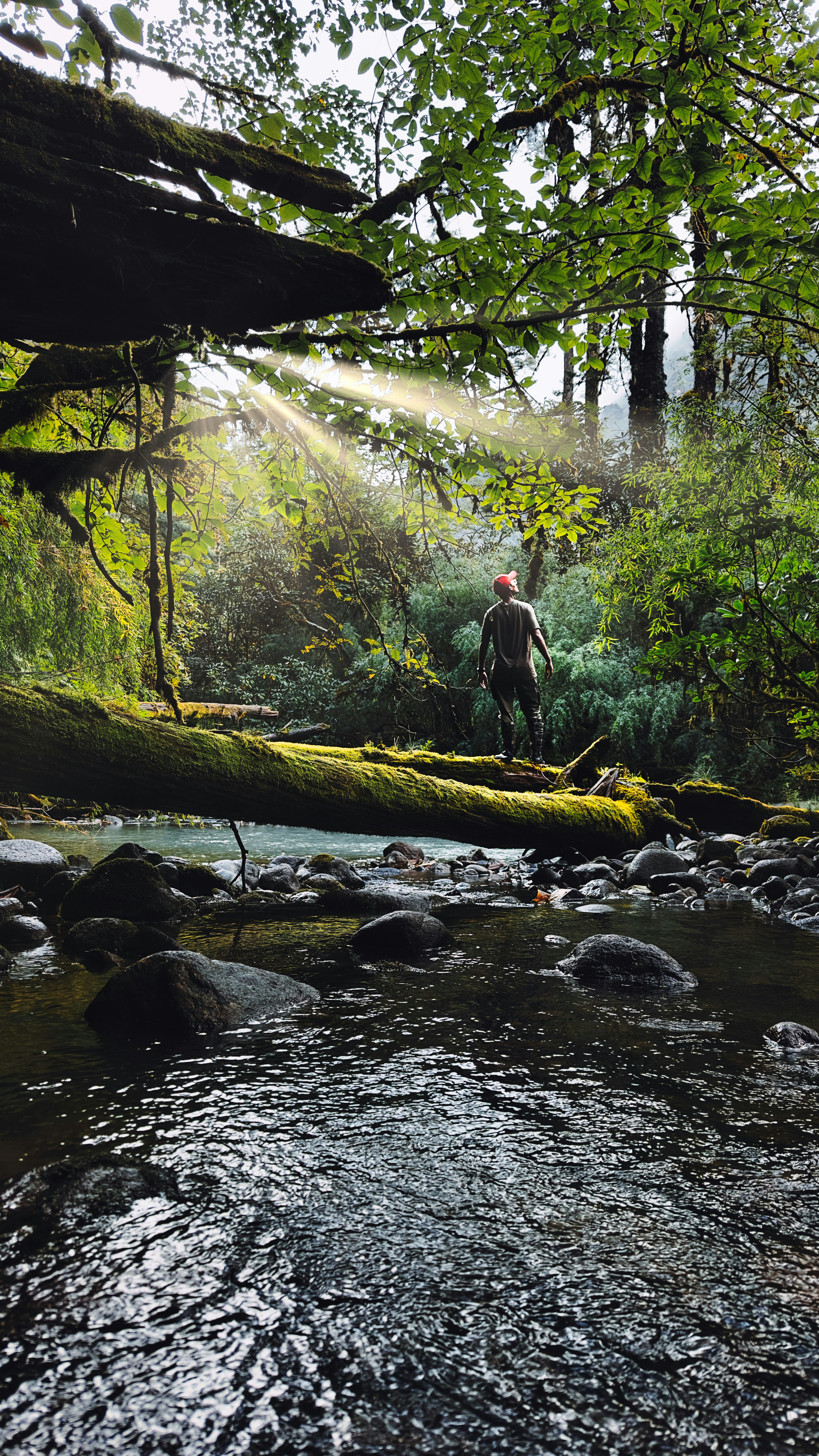Sunlit Crossing: A lone hiker on a mossy log above a glistening river