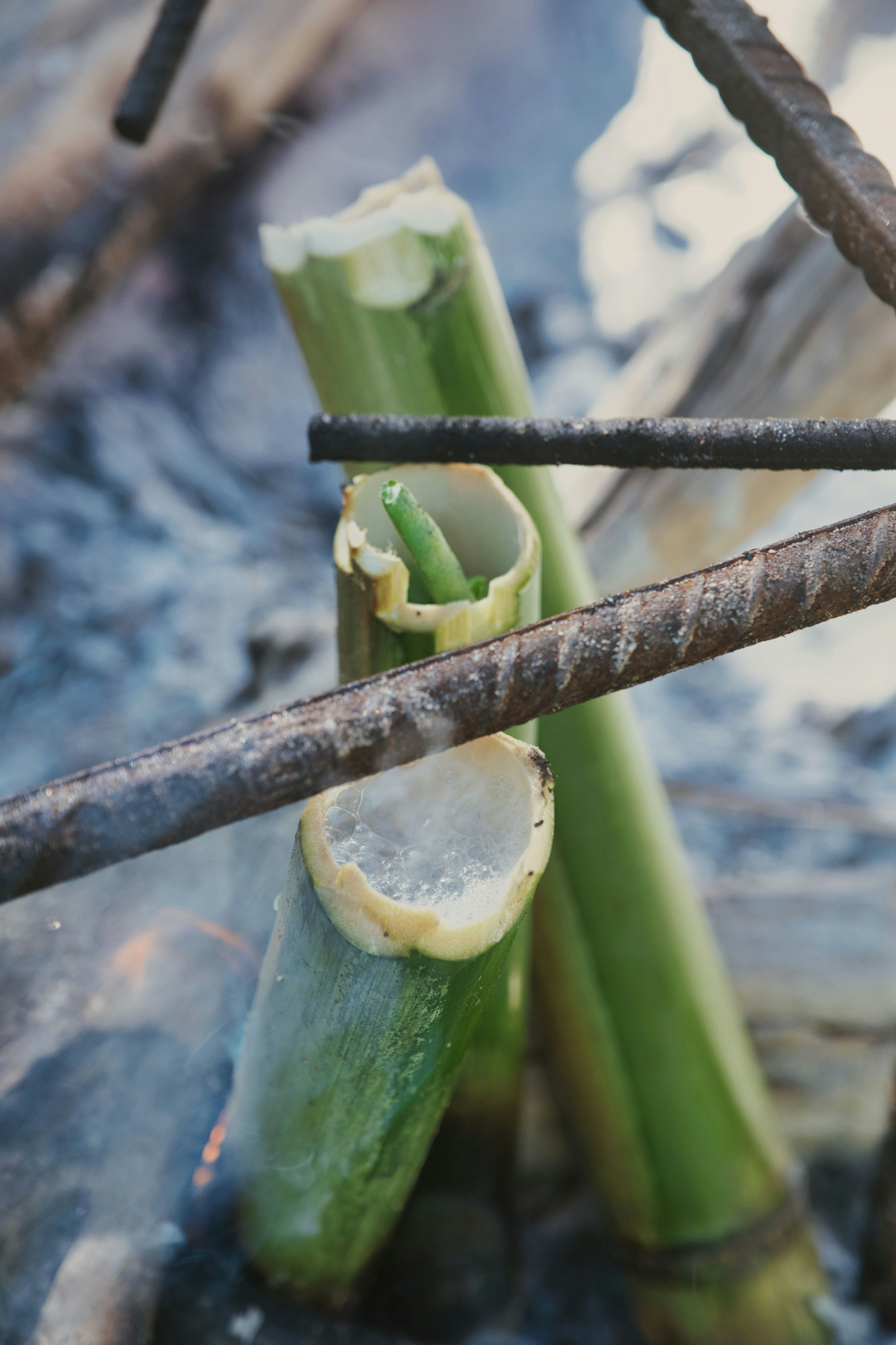 Nature's Culinary Vessel: Bamboo Cooking in Action