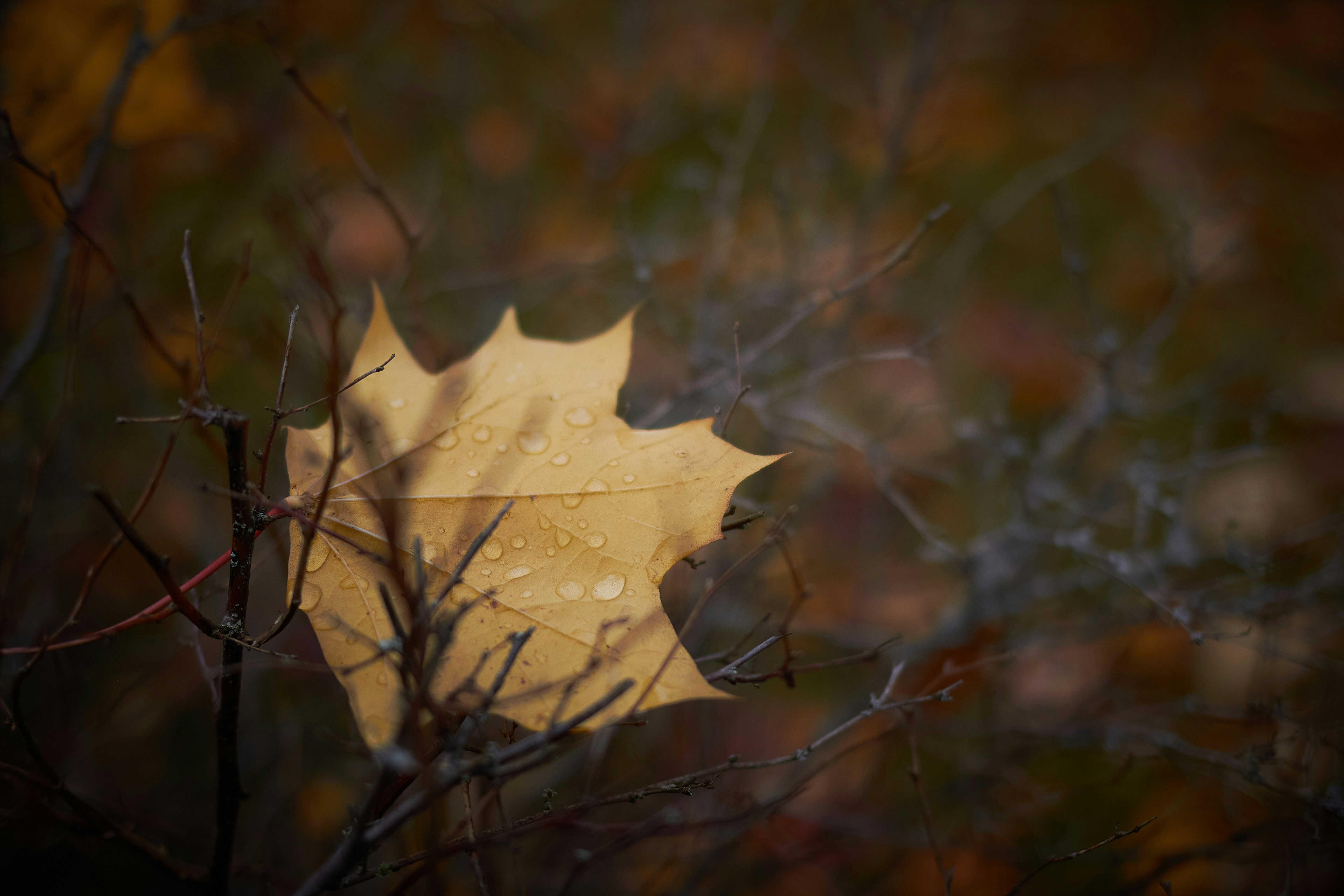 Golden Resilience: A Leaf's Journey Through Rain