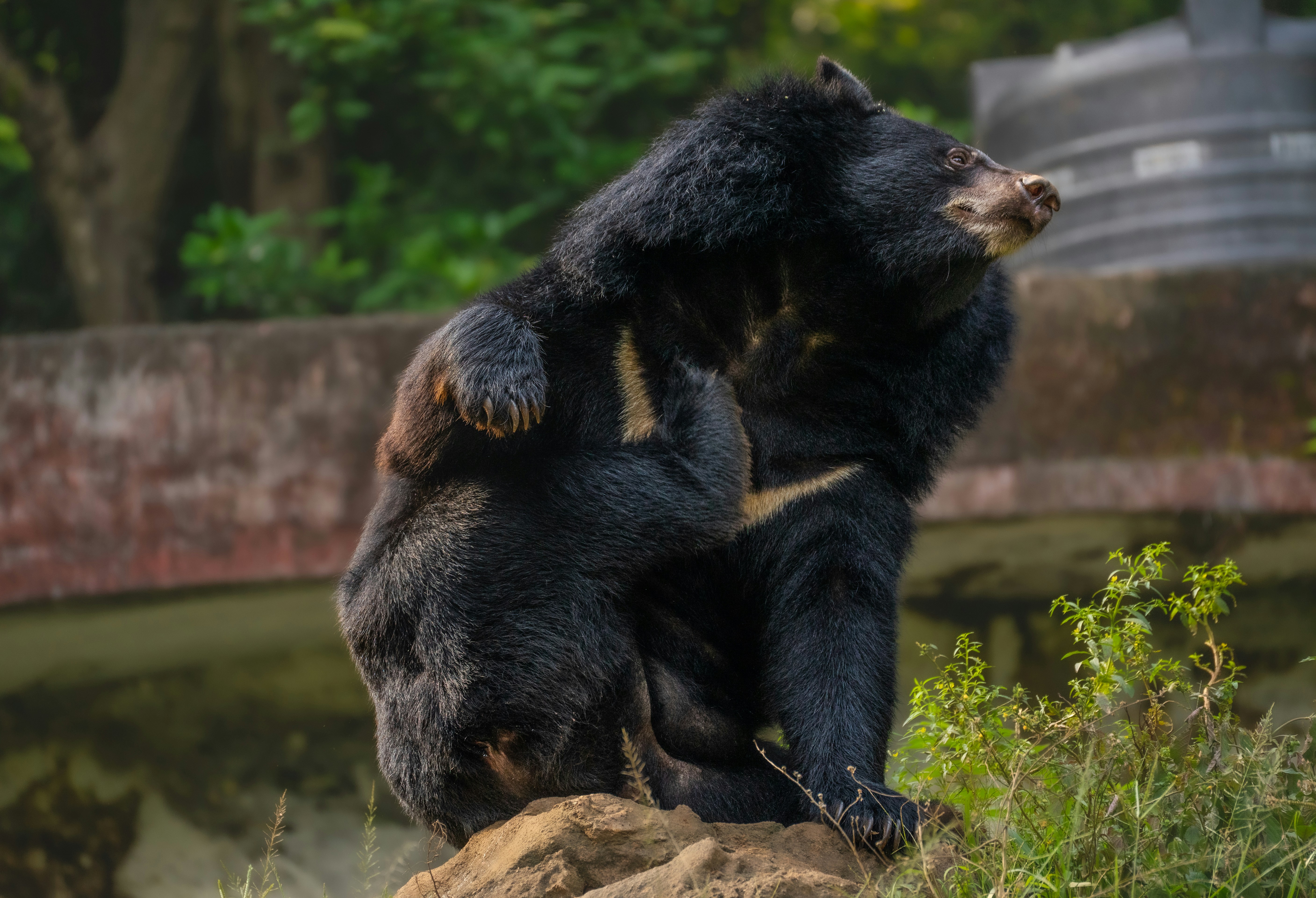 The Playful Pause of a Moon Bear