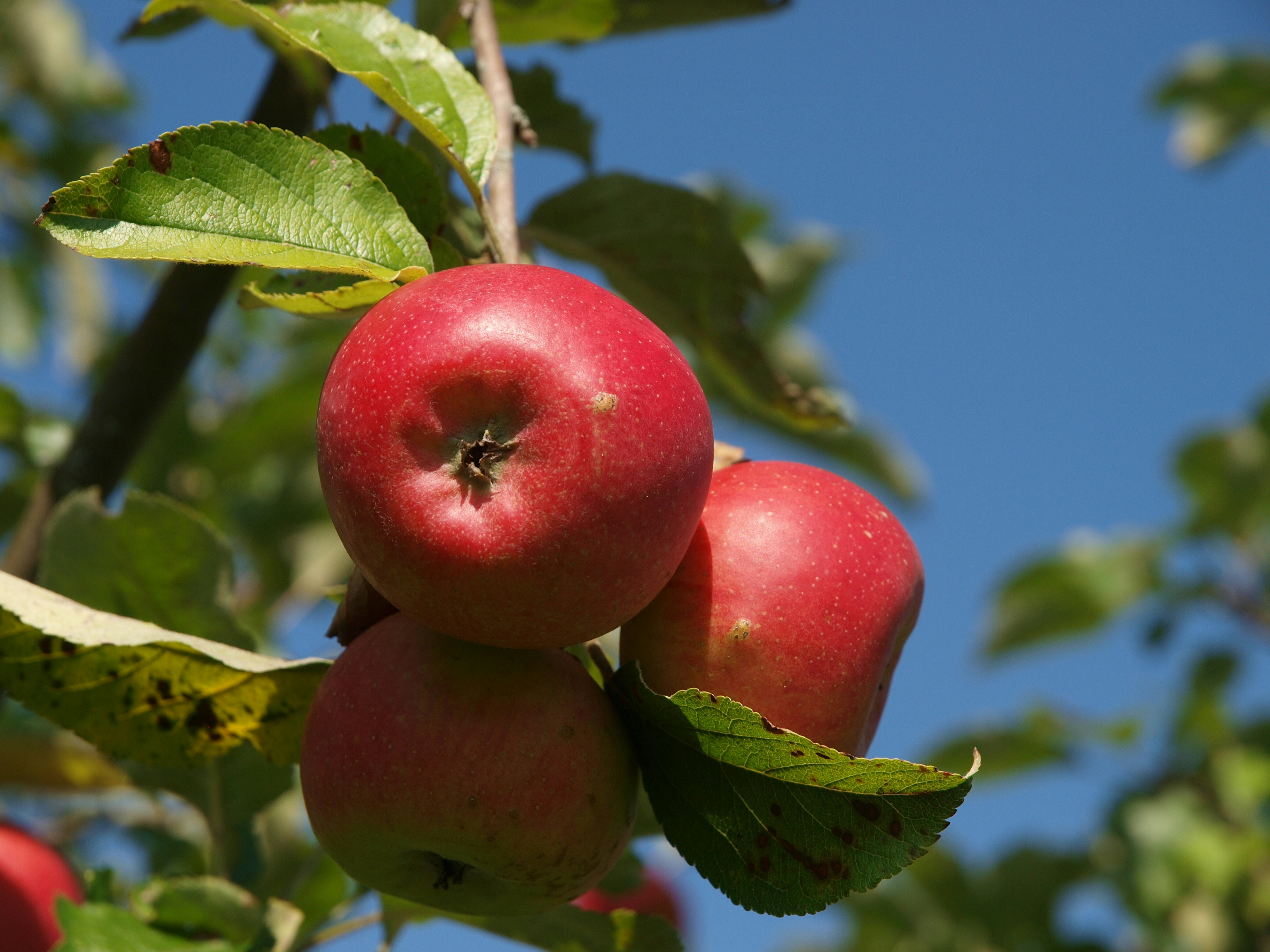 OLYMPUS DIGITAL CAMERA | Three ripe red apples hanging from a branch.