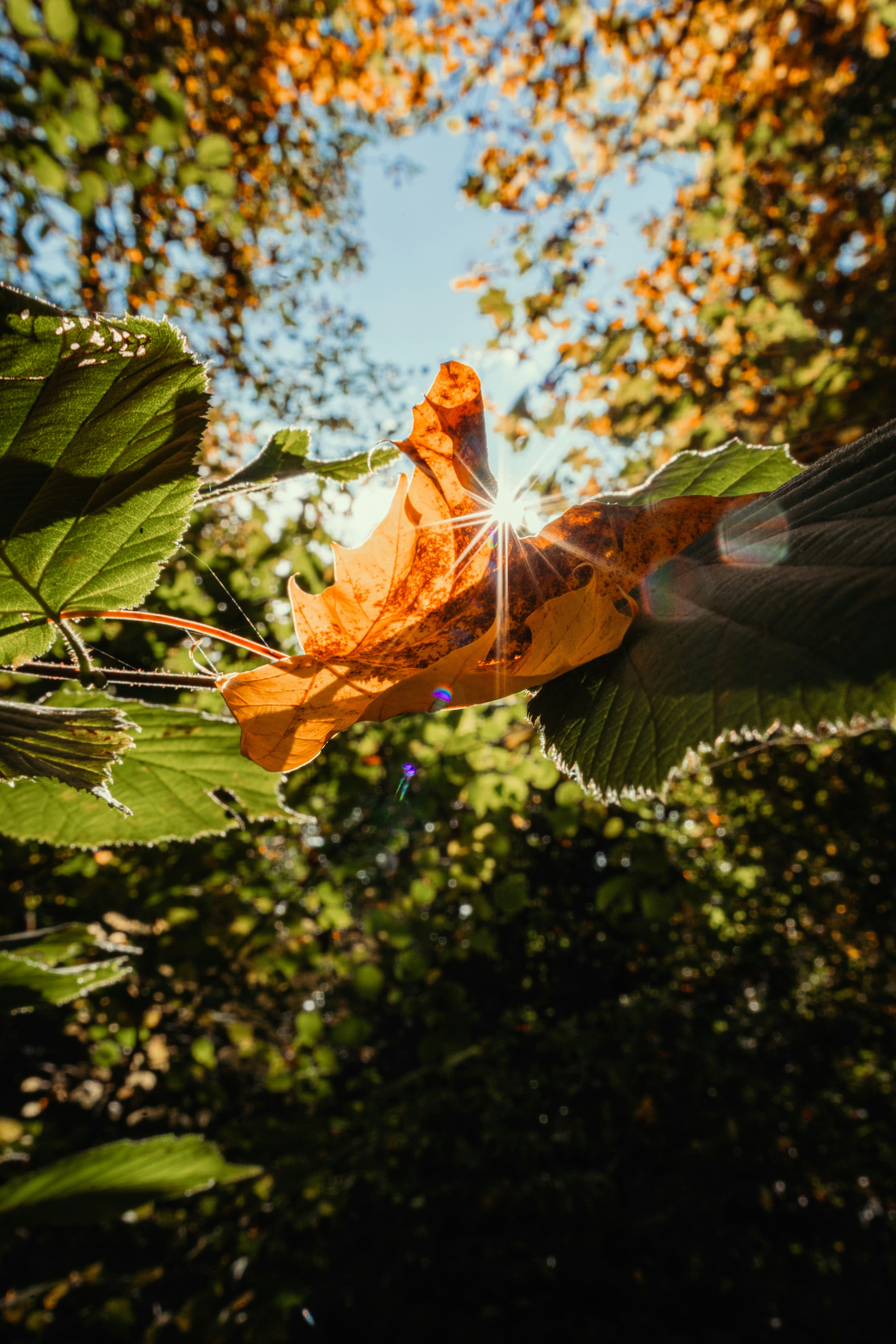 Autumn's Radiant Embrace