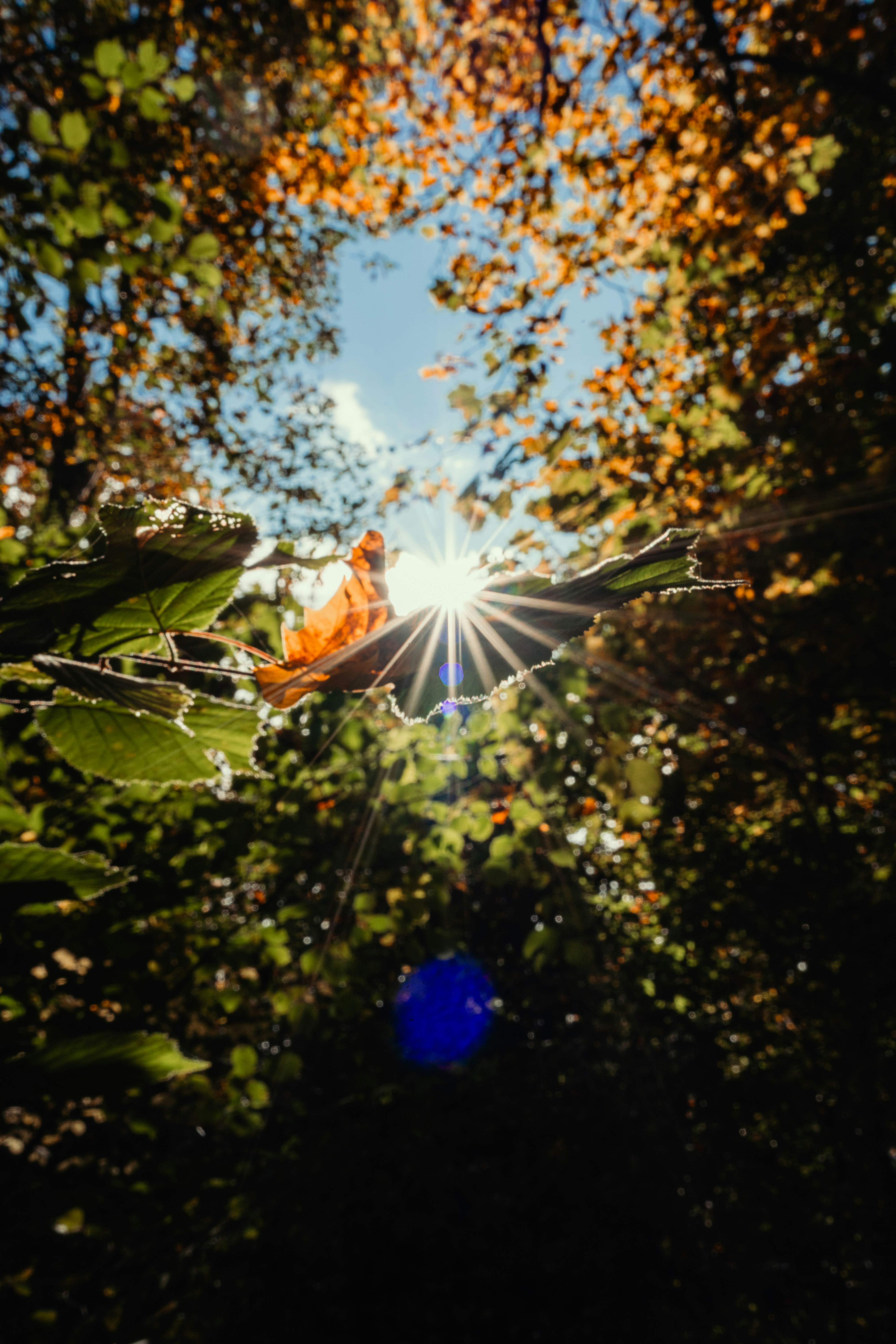 Sunbeams shining through autumn leaves in forest.