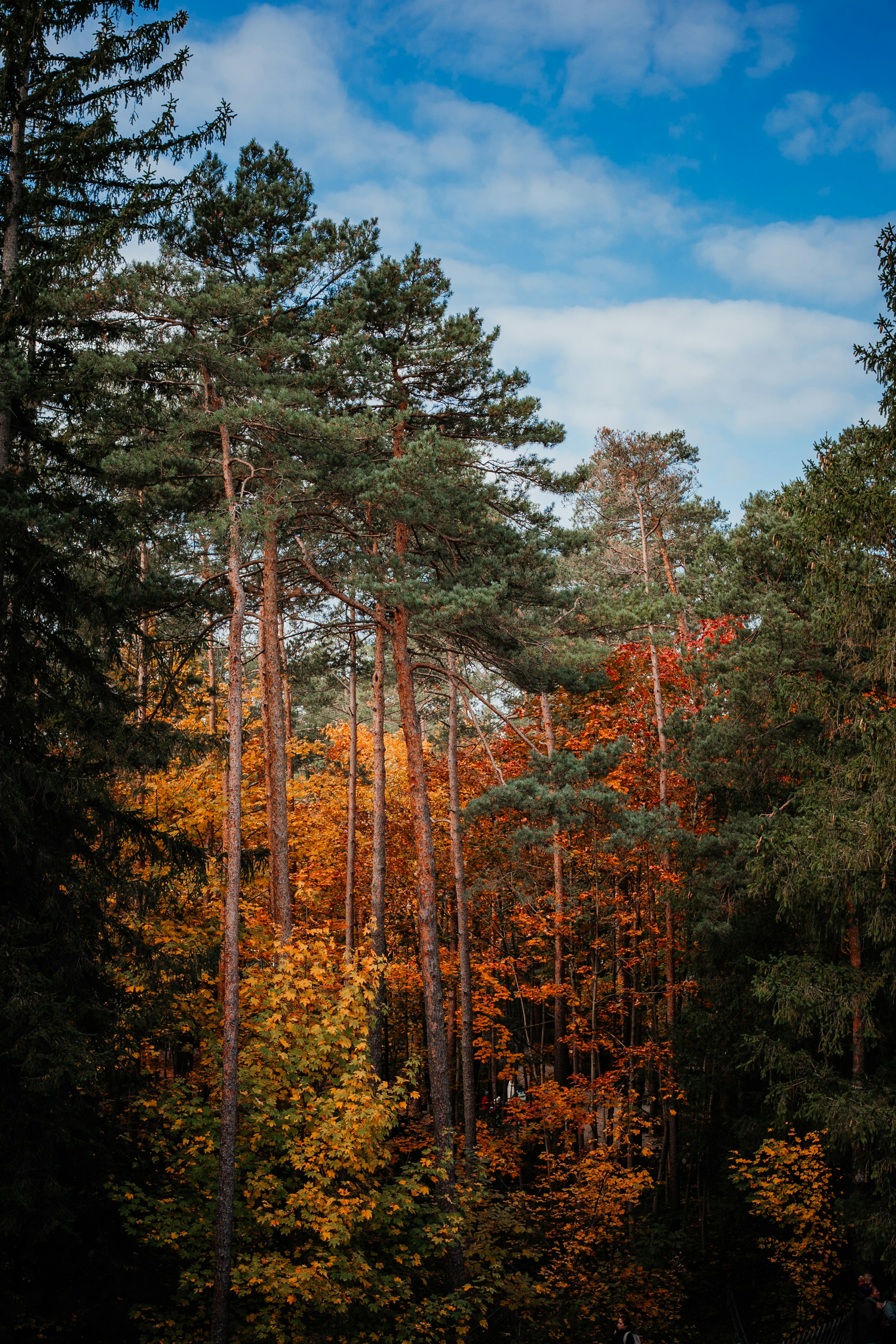 Autumn's Embrace: A Canopy of Color