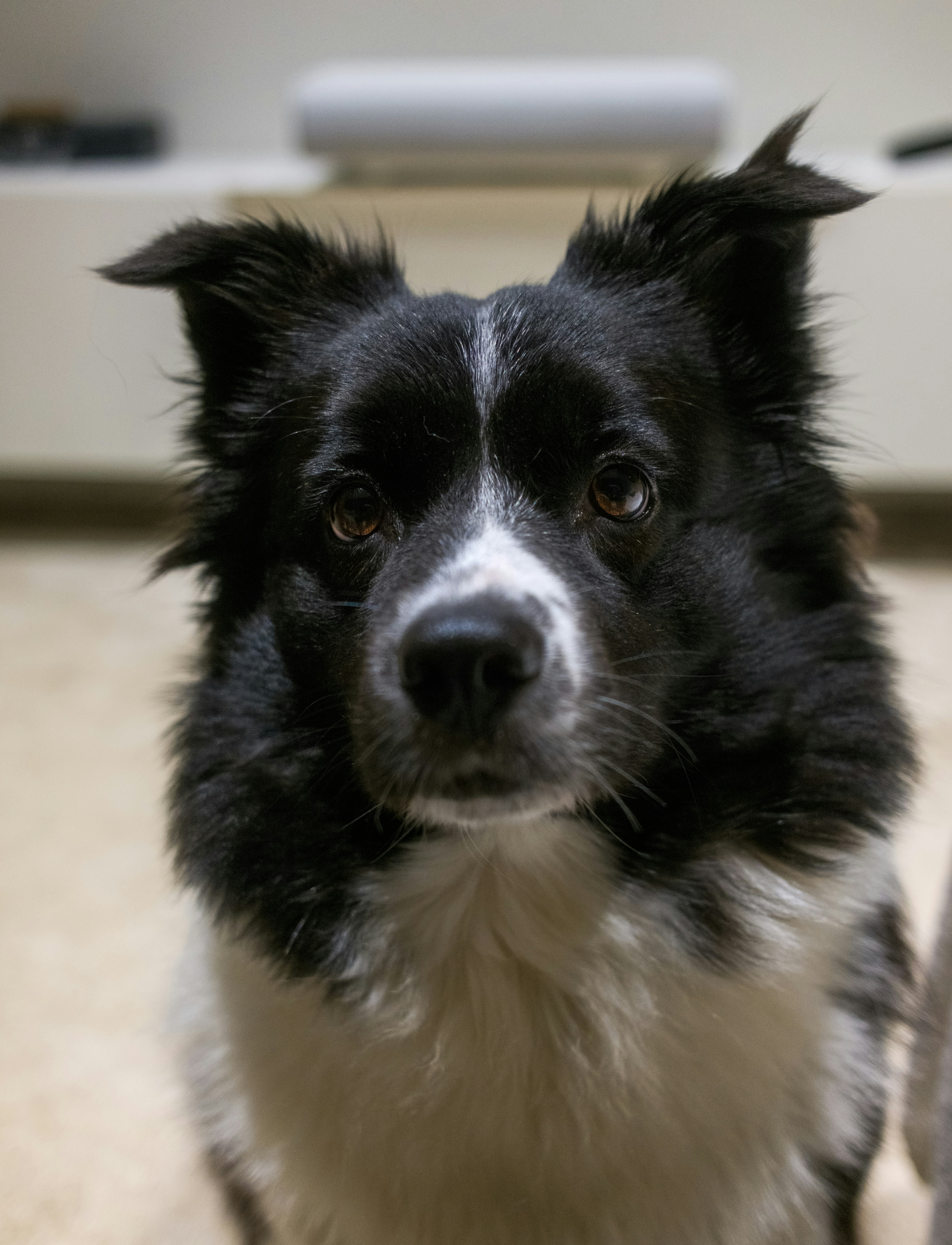 The Introspective Canine