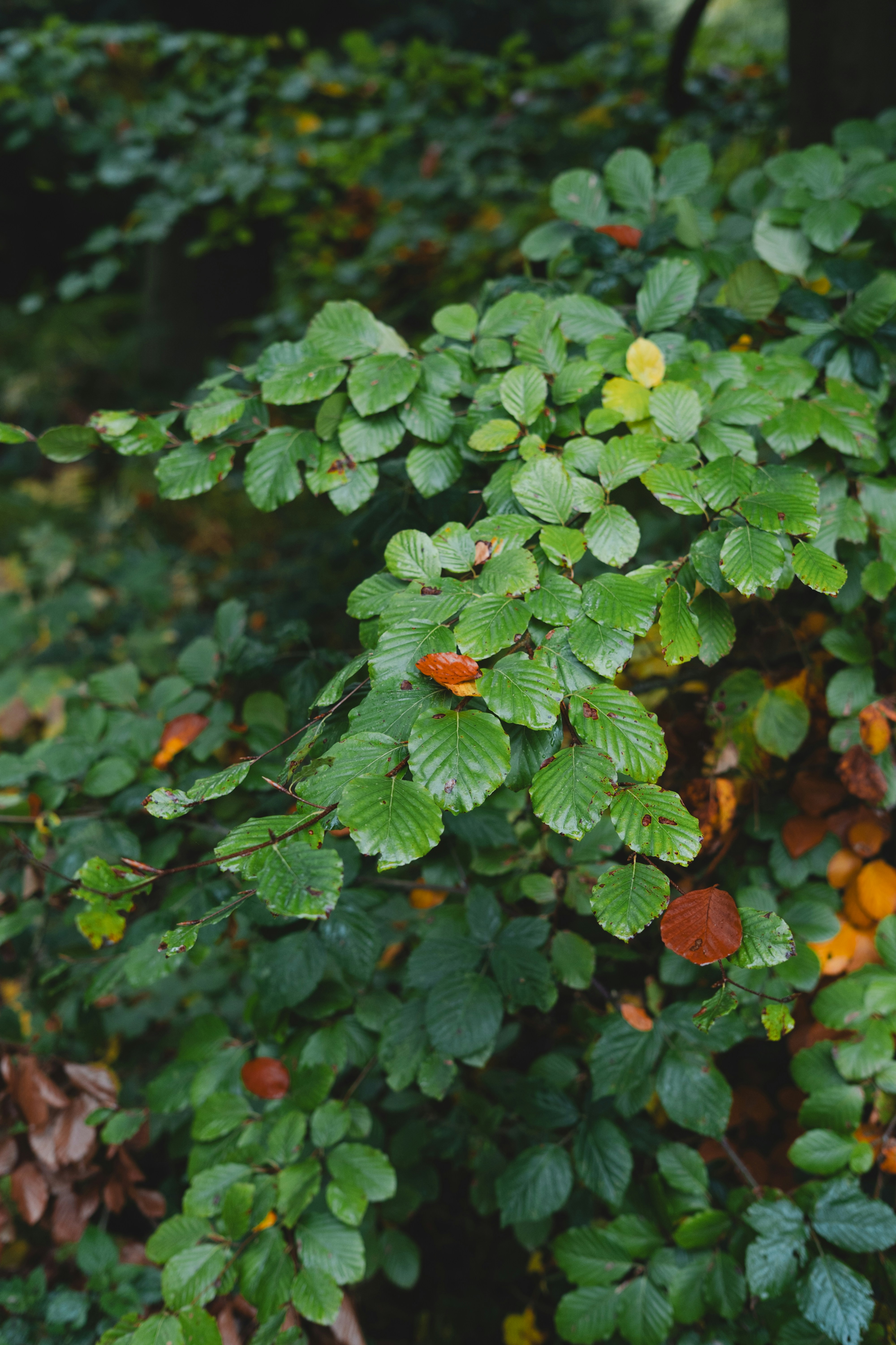 Emerald Canopy: Nature's Textured Tapestry