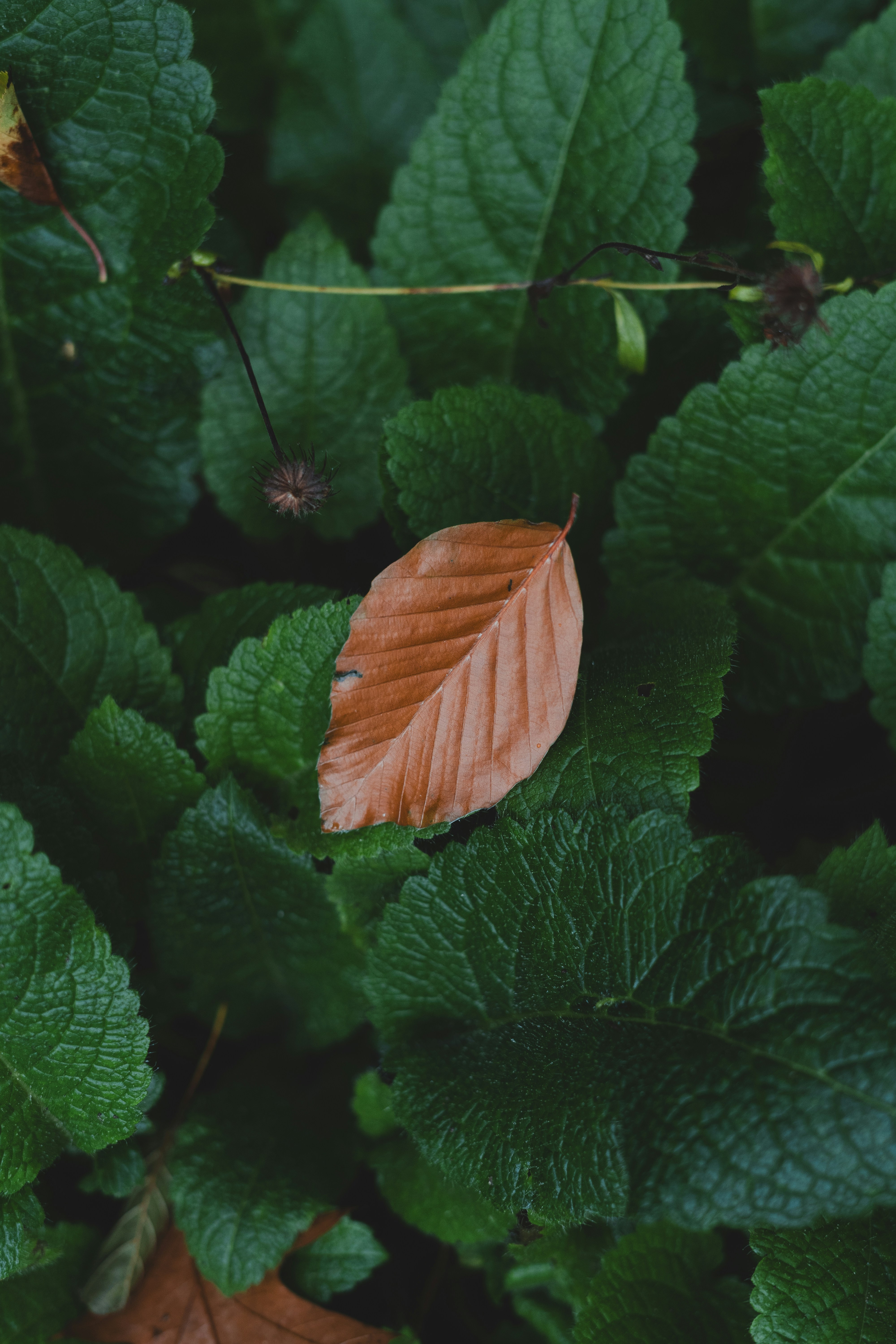 A single brown leaf rests on lush green foliage.