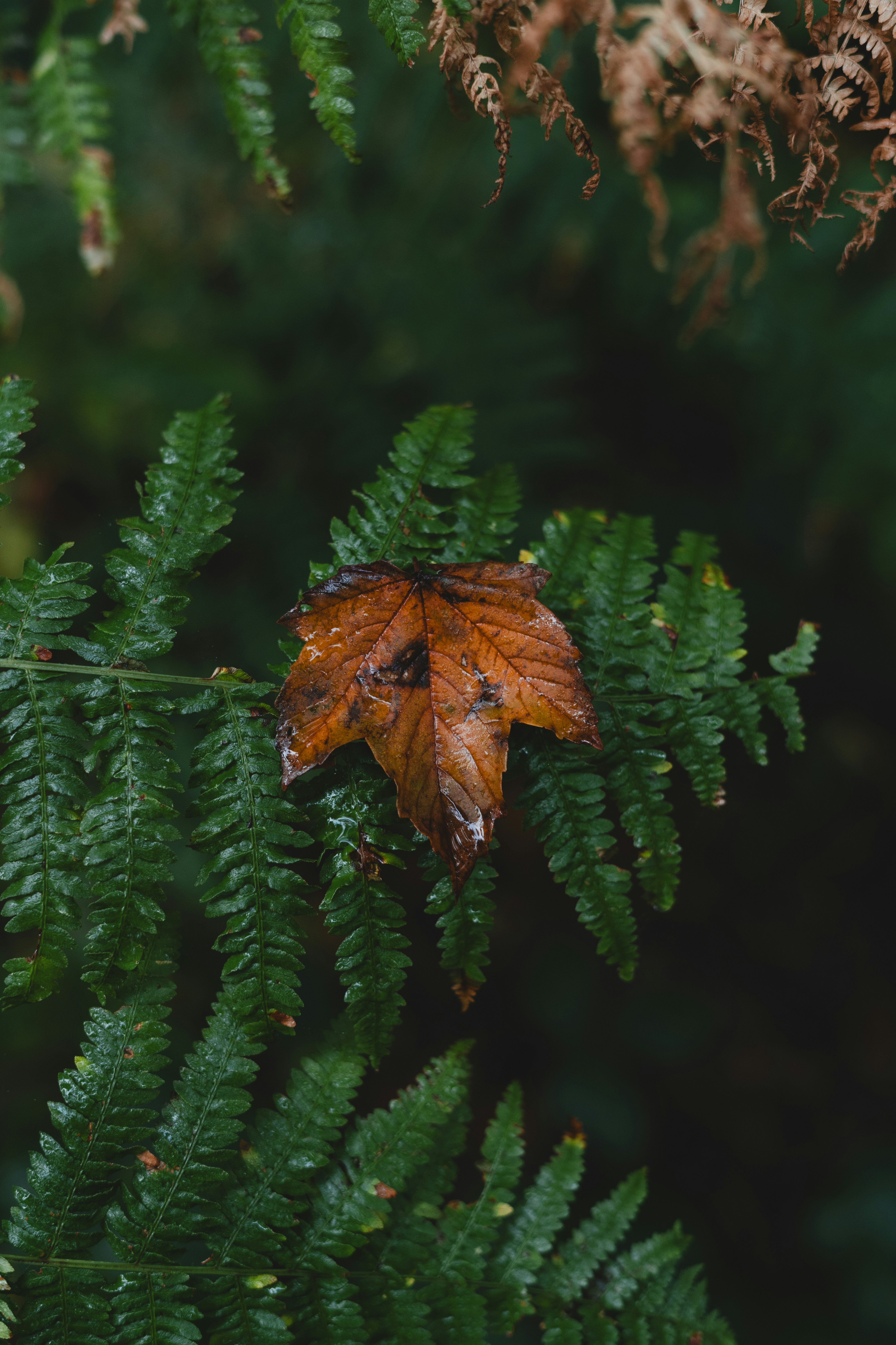 Autumn Leaf Quietly Adorns a Fern's Emerald Fringe