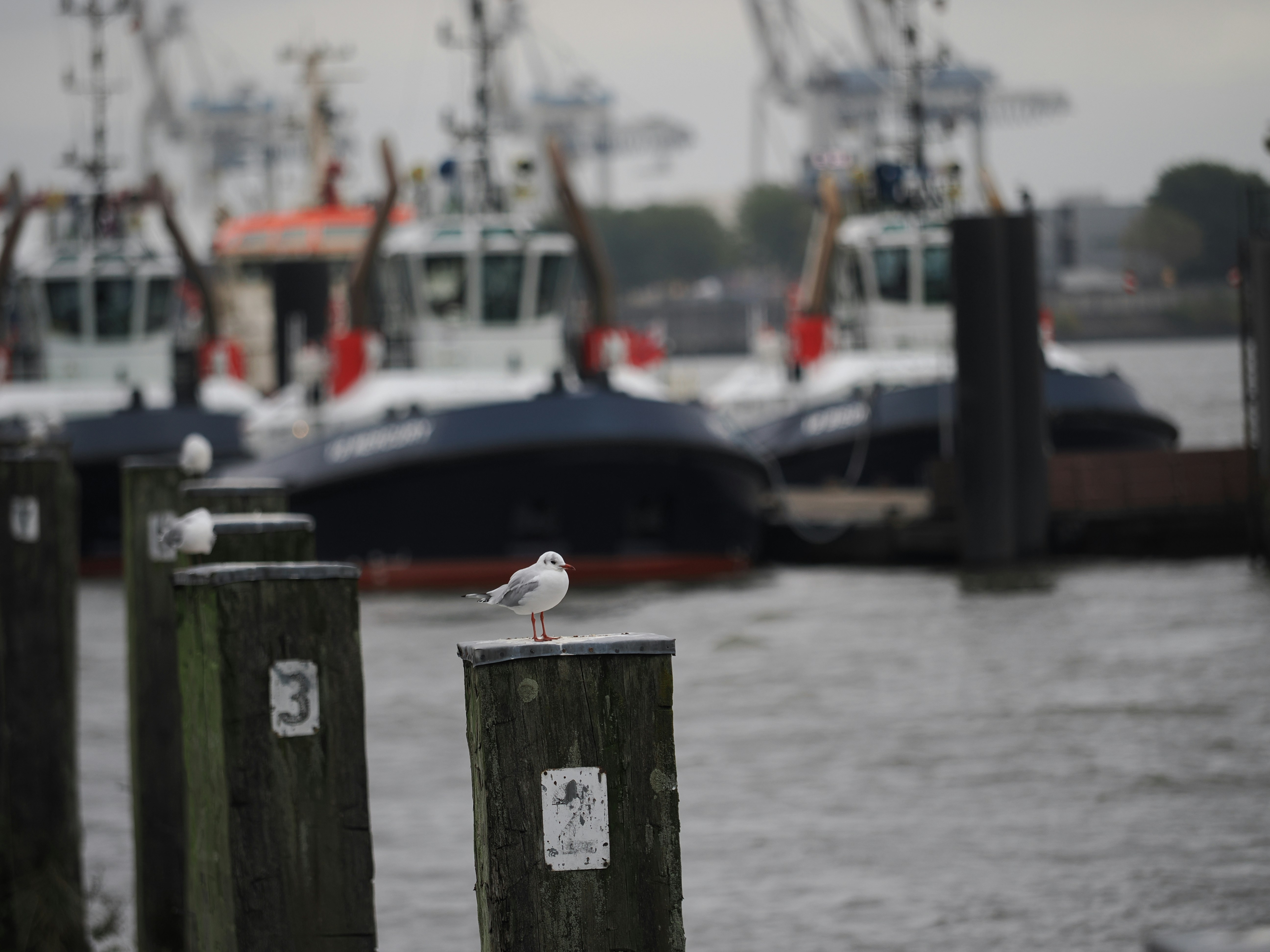 Harbor's Quiet Sentinel