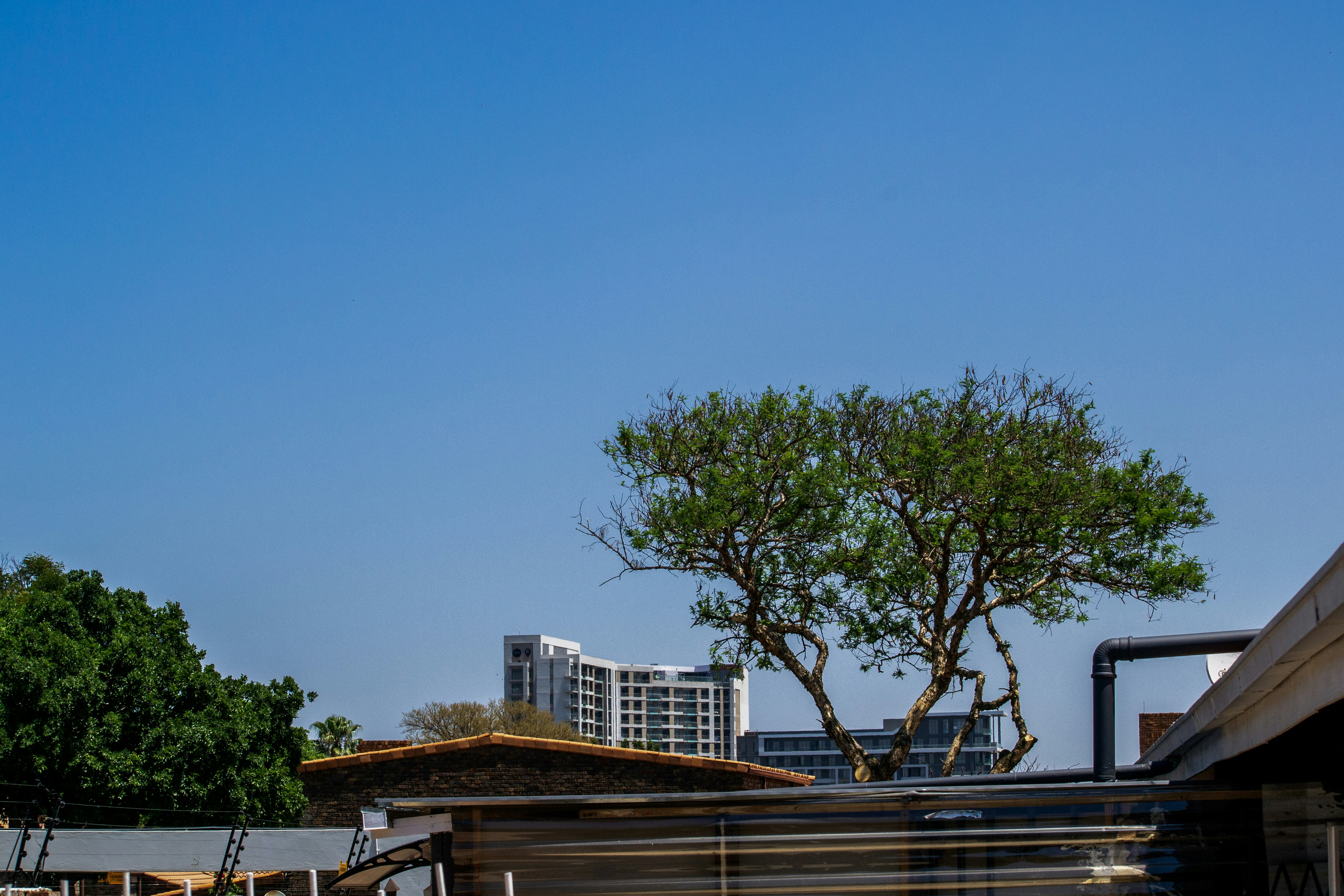 A solitary tree stands tall against a backdrop of modern architecture and clear blue skies, showcasing the contrast between nature and urban life.
