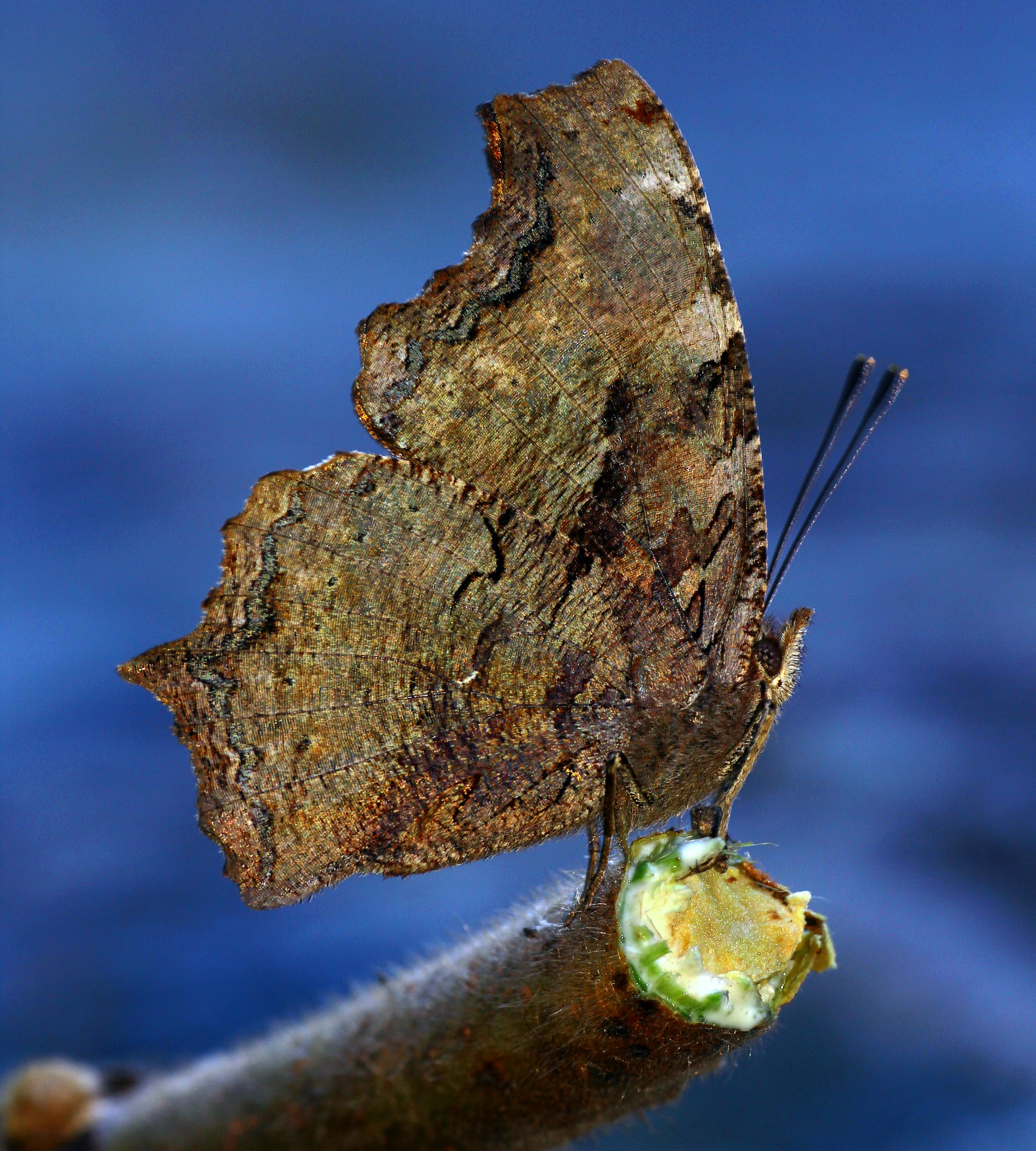 Nature's Camouflage: The Art of Disguise
