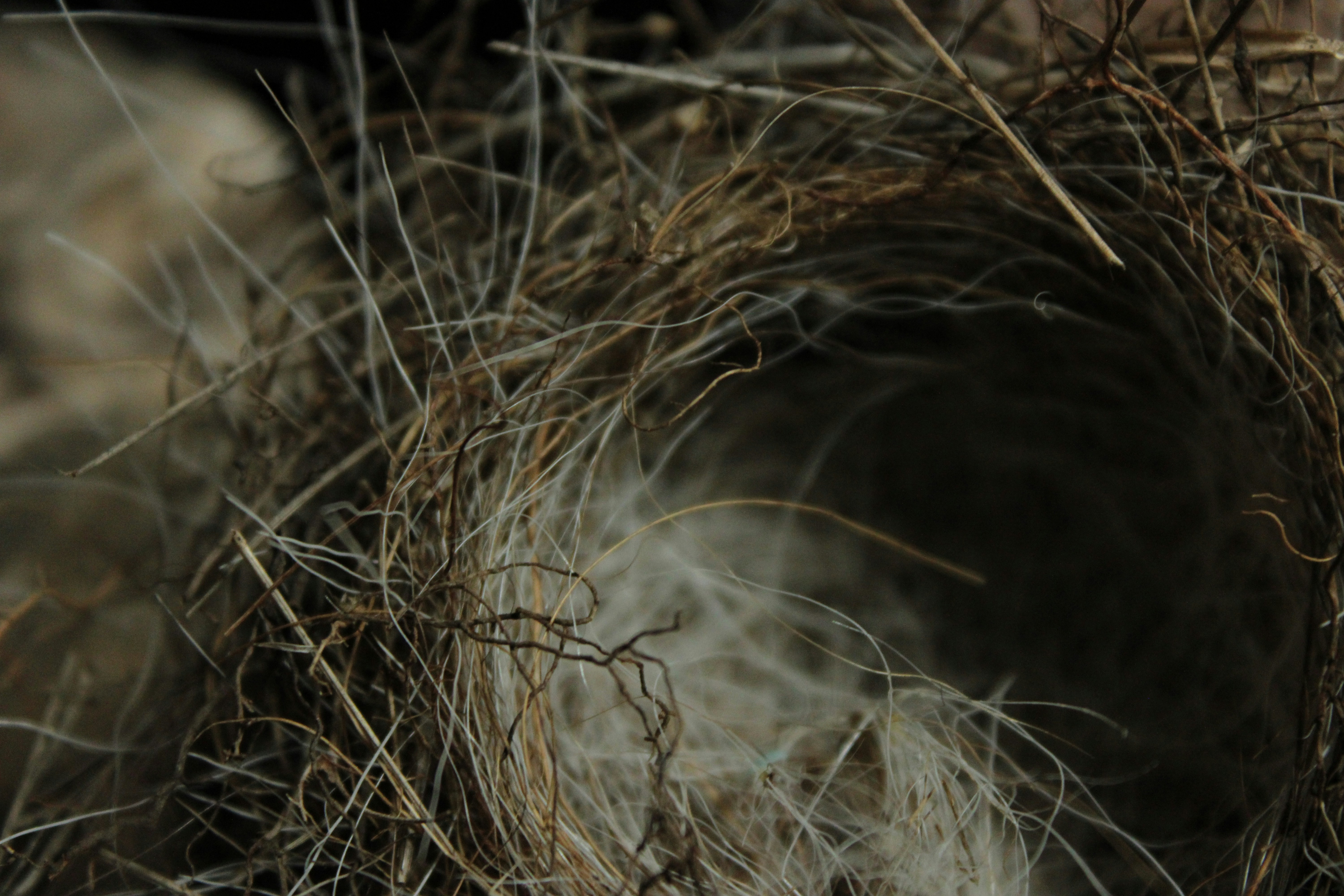 Nature's Cradle: The Intricate Weave of a Bird's Nest