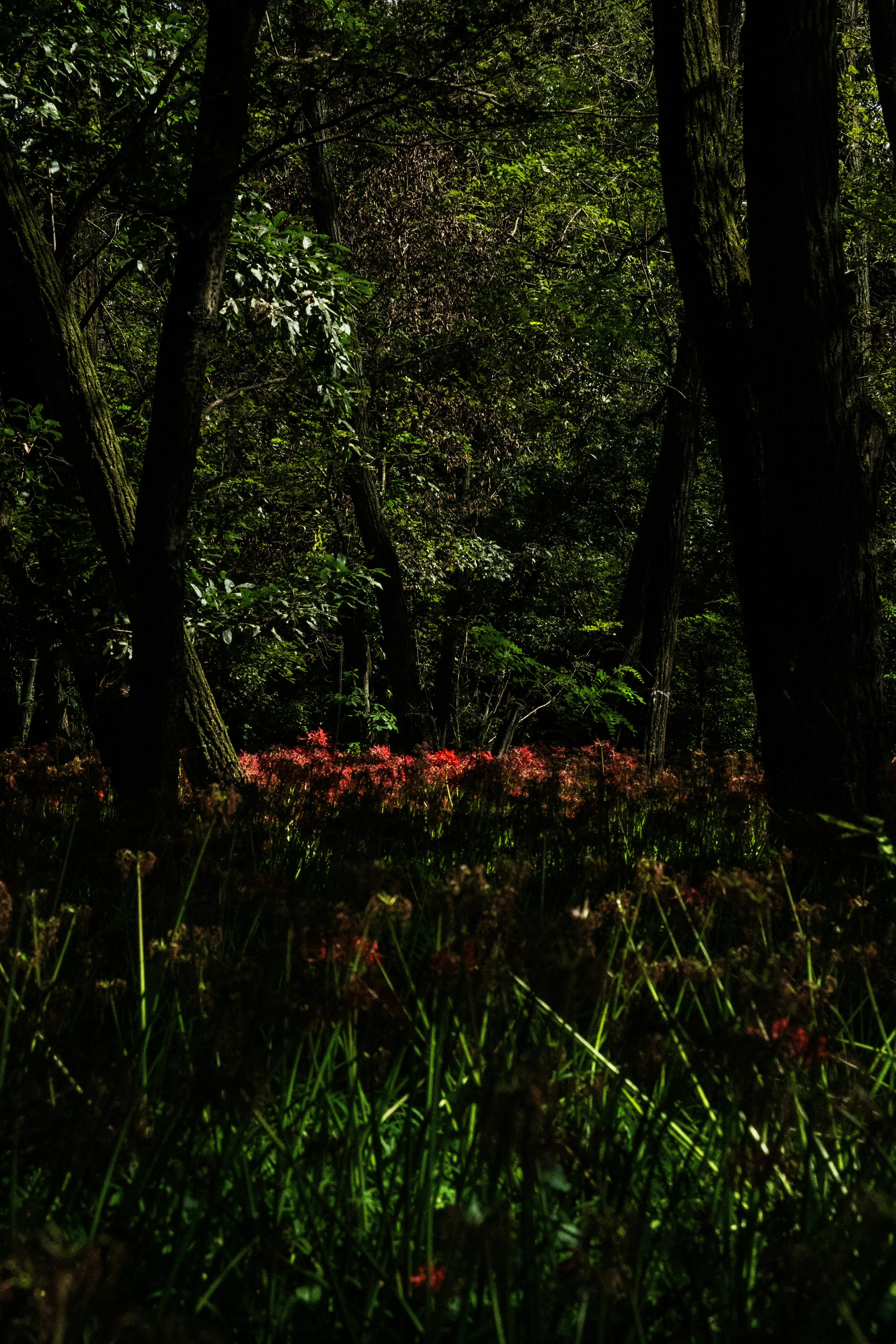 Ember Meadow Under Shadowed Pines