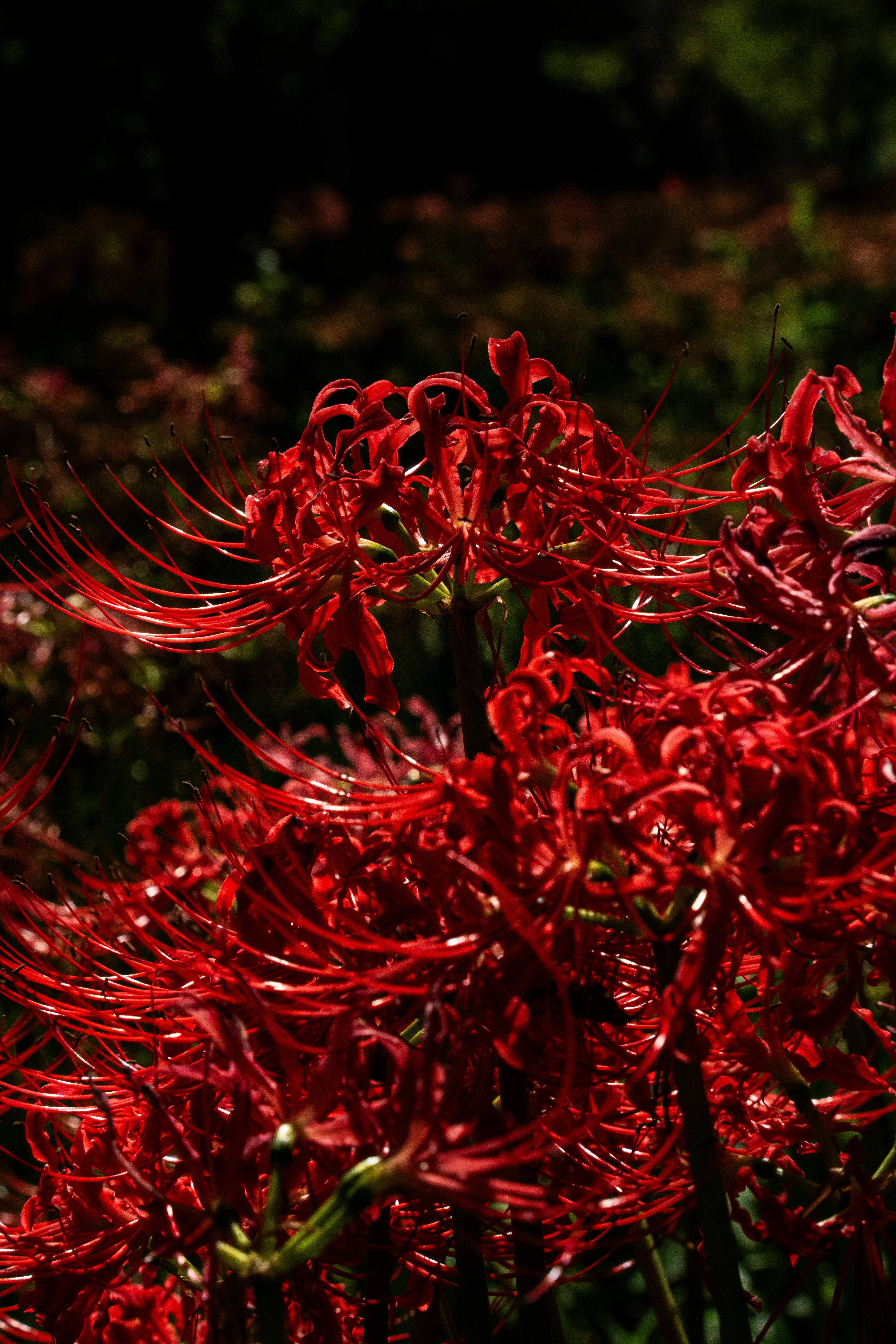 Crimson Whispers of Autumn