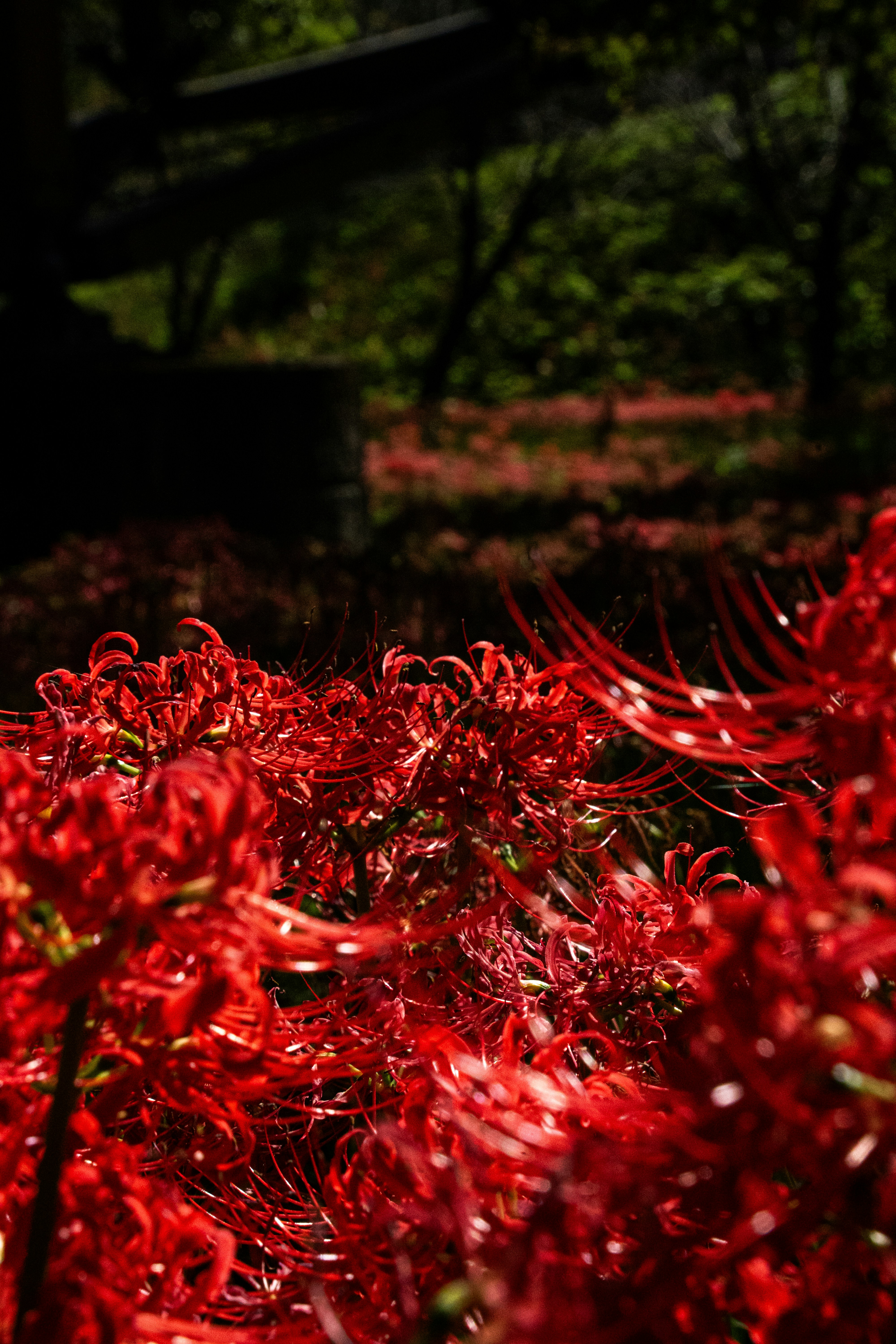 Crimson Tangle at Dusk: Red Spider Lilies Framing a Shadowed Garden