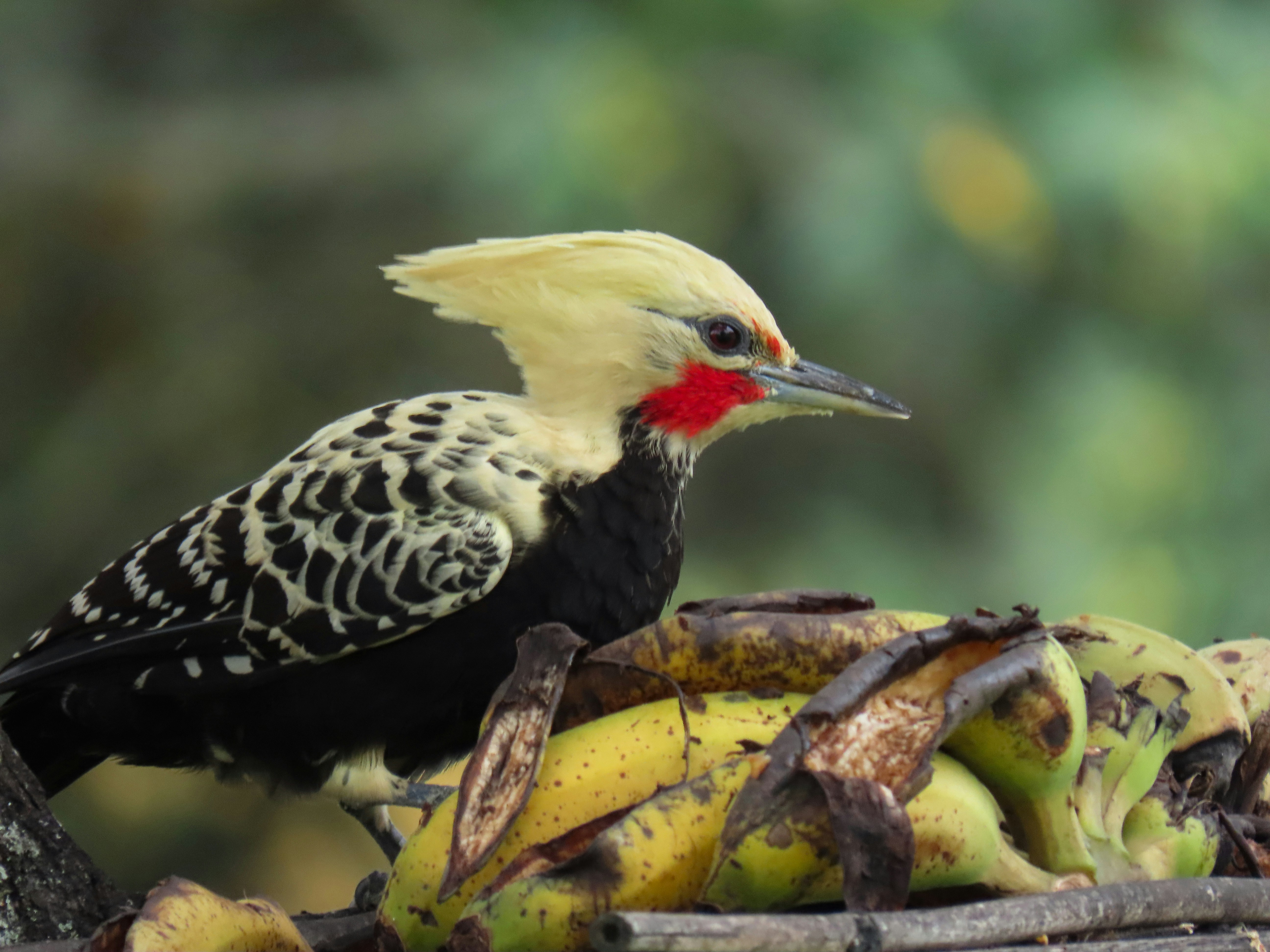 The Golden Crest: A Tropical Avian Encounter