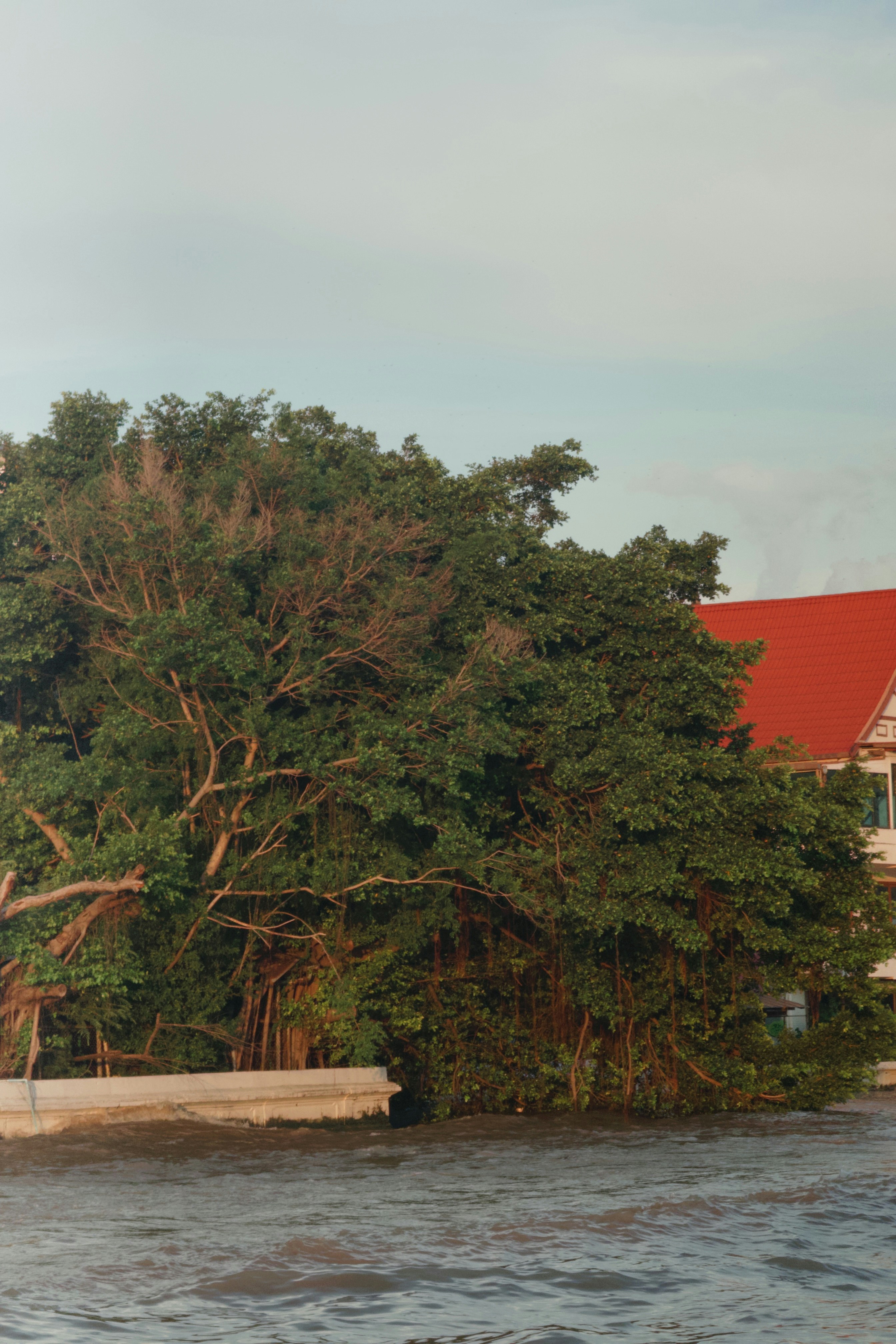 Large tree on riverbank next to building