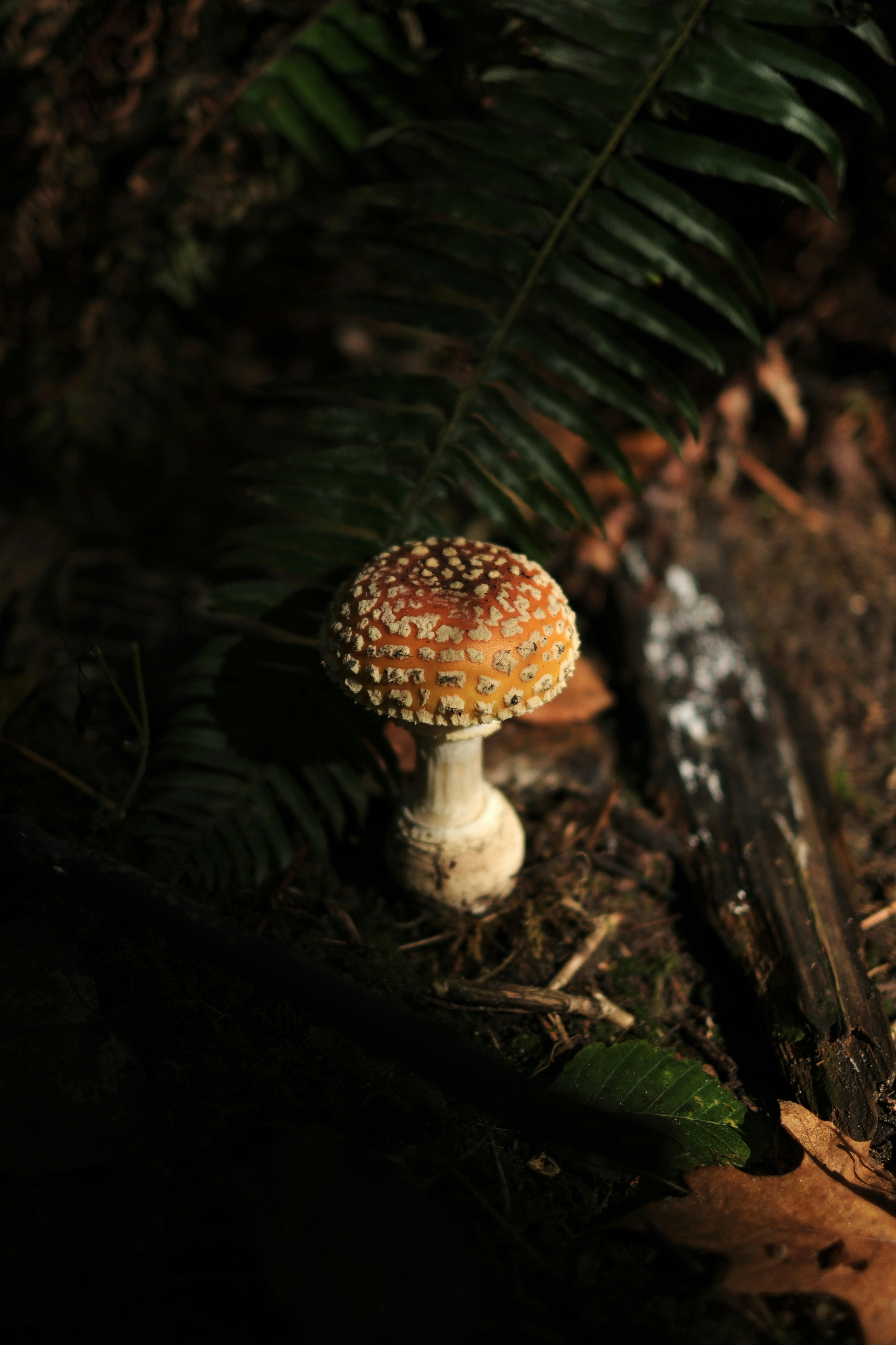 Whispers of the Forest Floor