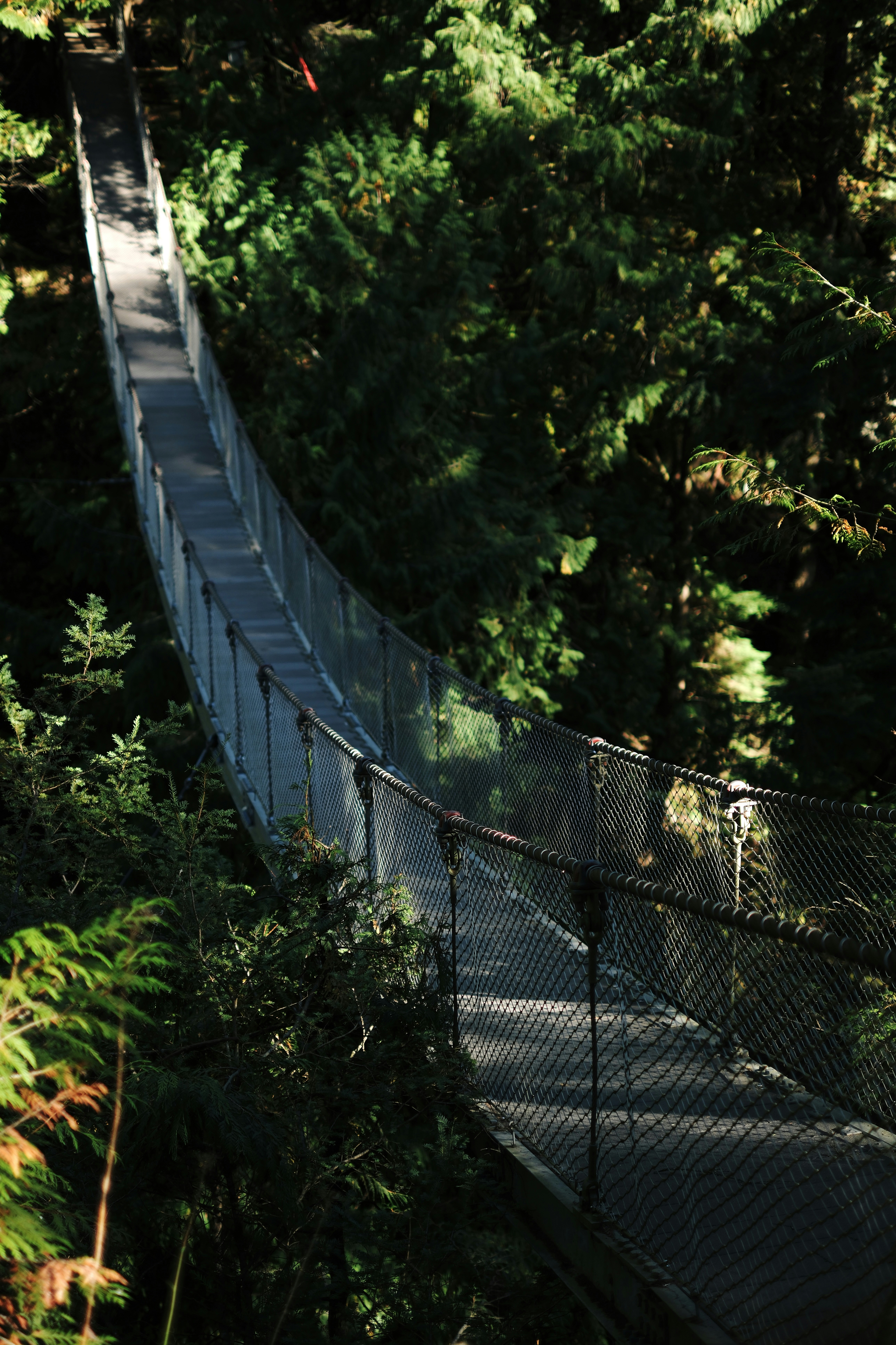 Instagram - @kaprion | Suspension bridge through a lush green forest