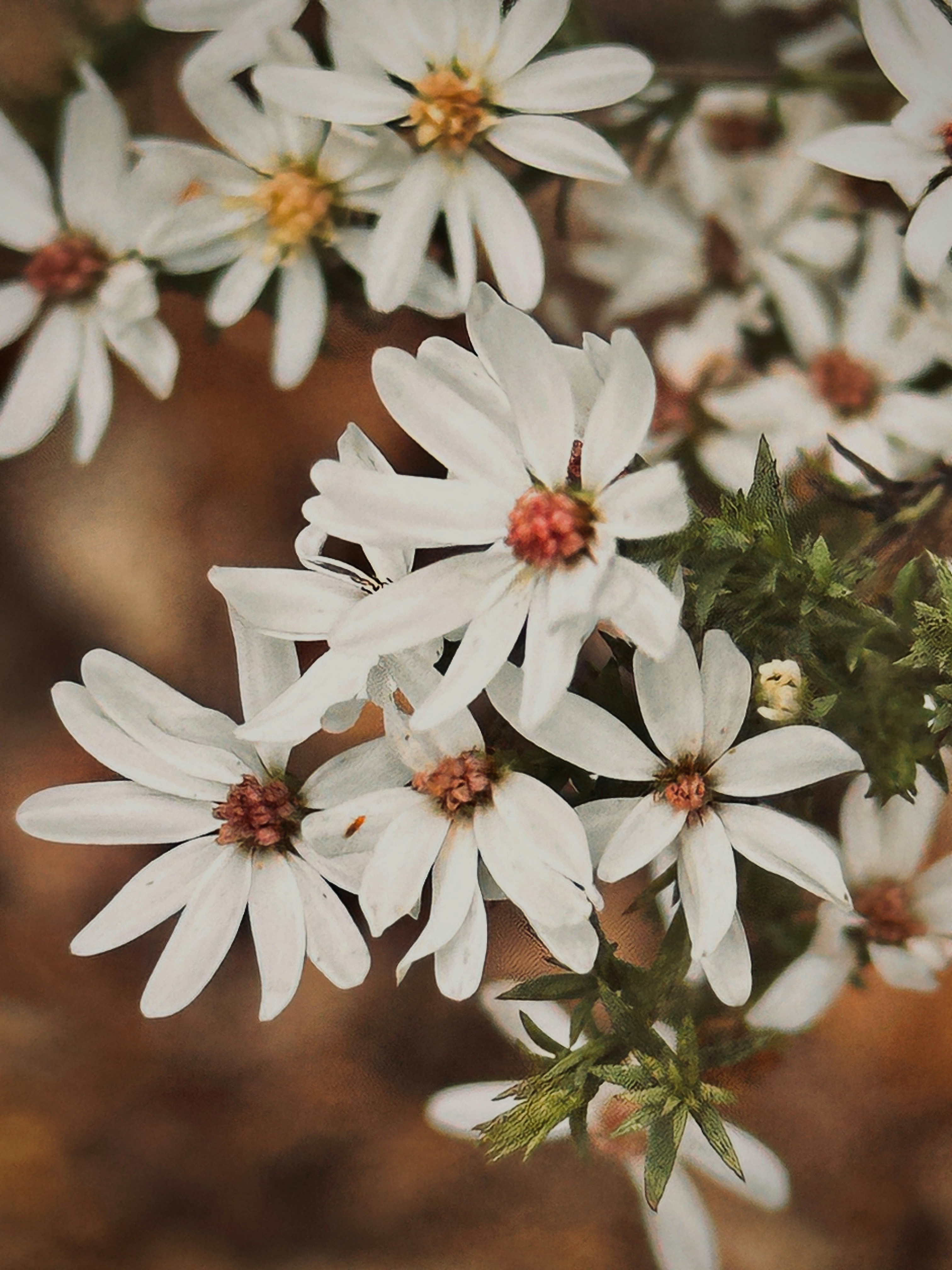Delicate white flowers with hints of yellow and pink nestled among green foliage, showcasing nature's intricate beauty.