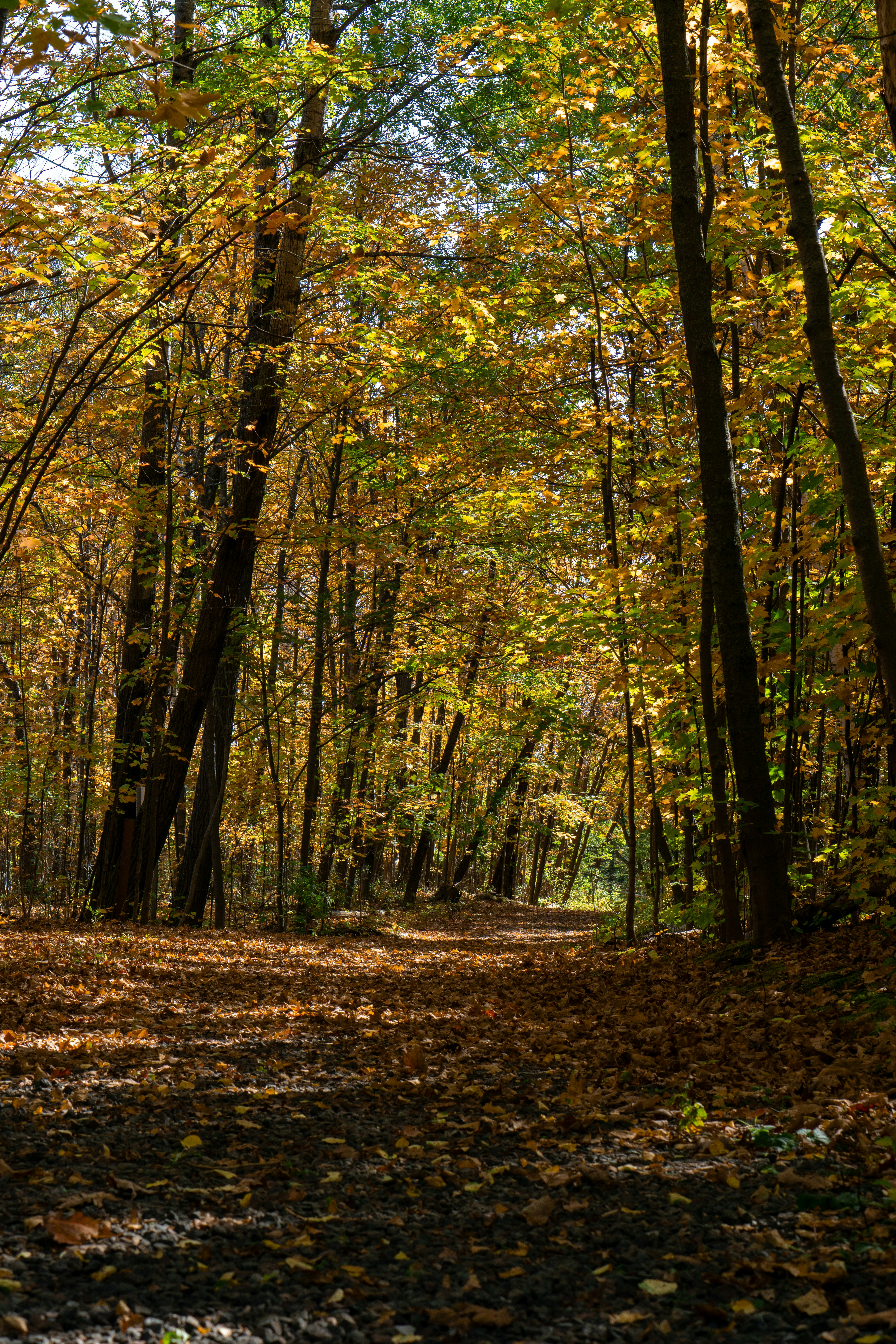 Golden leaves blanket a winding forest path, illuminated by dappled sunlight filtering through the trees.