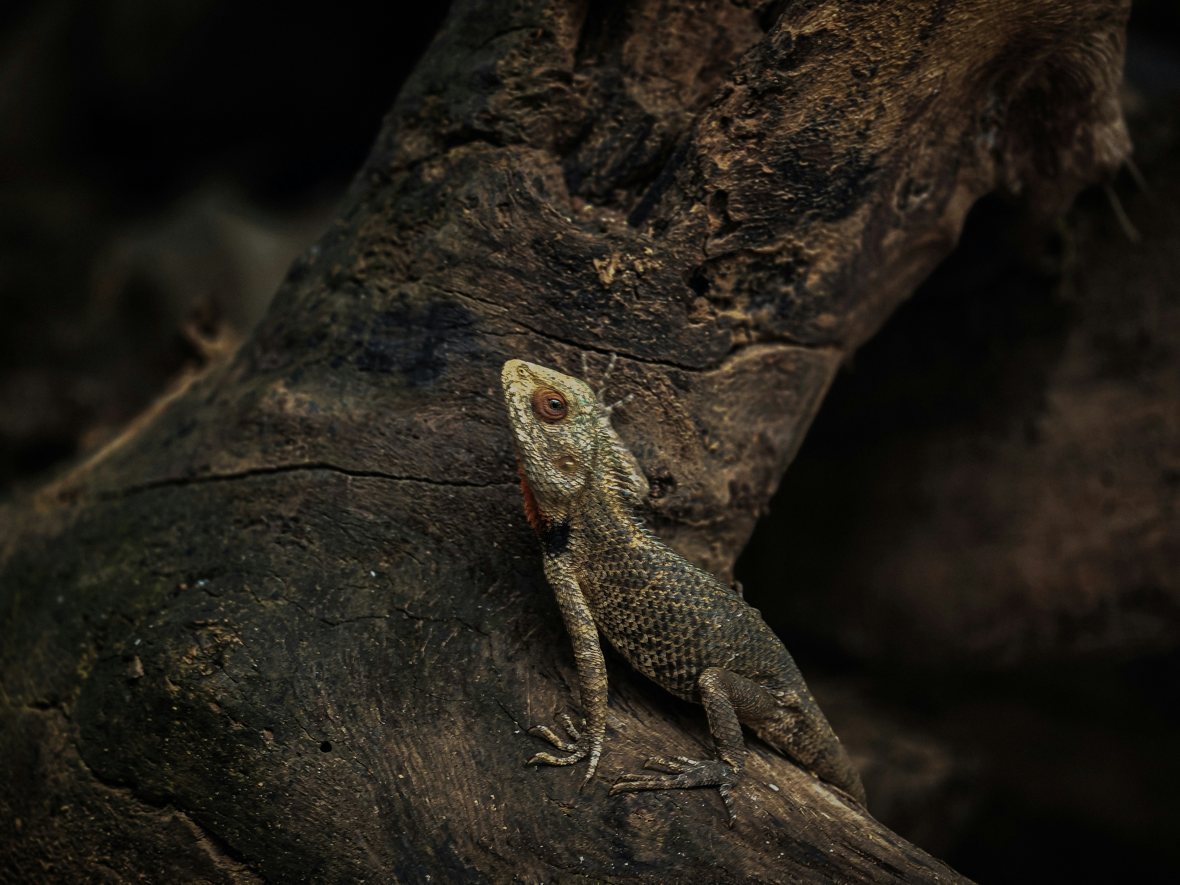 Nature's Sentinel: The Lizard on Ancient Wood