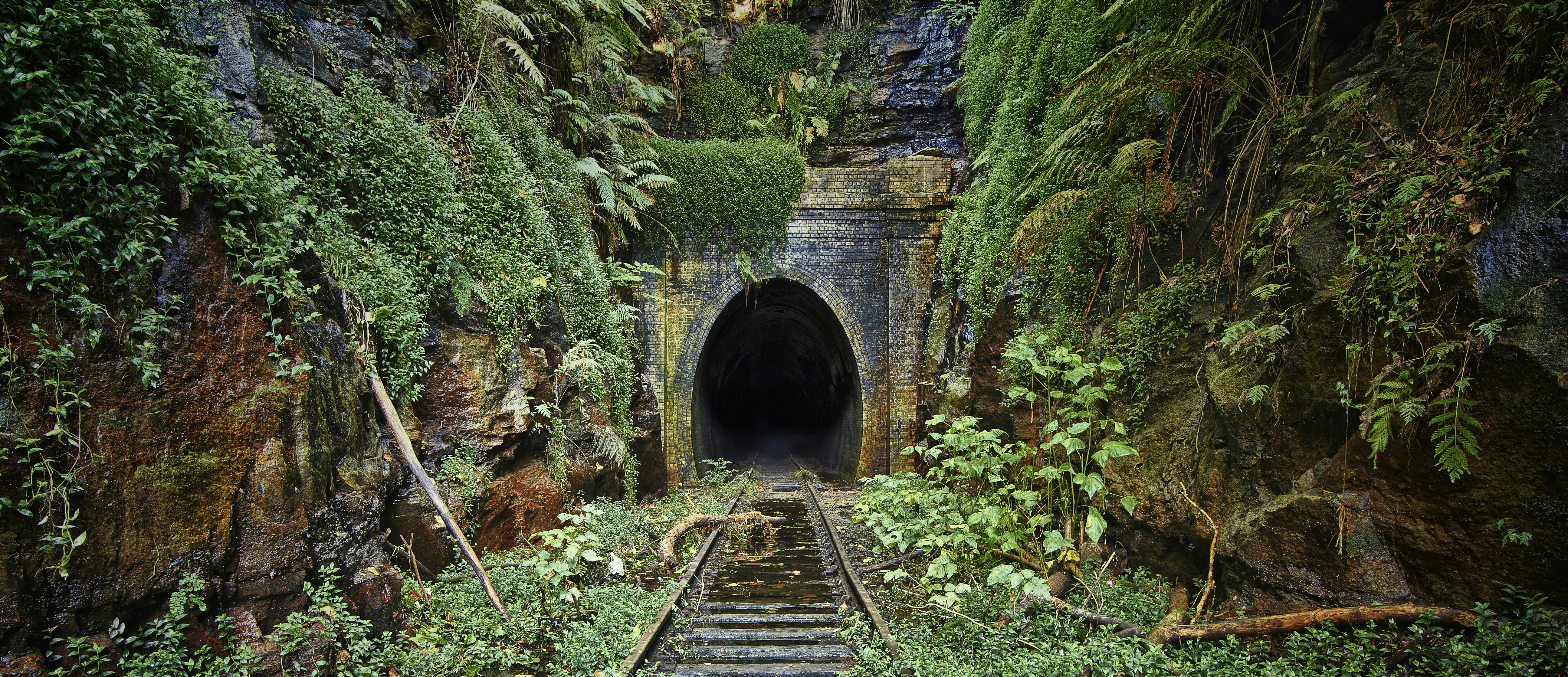 Nature's Embrace of Forgotten Pathways