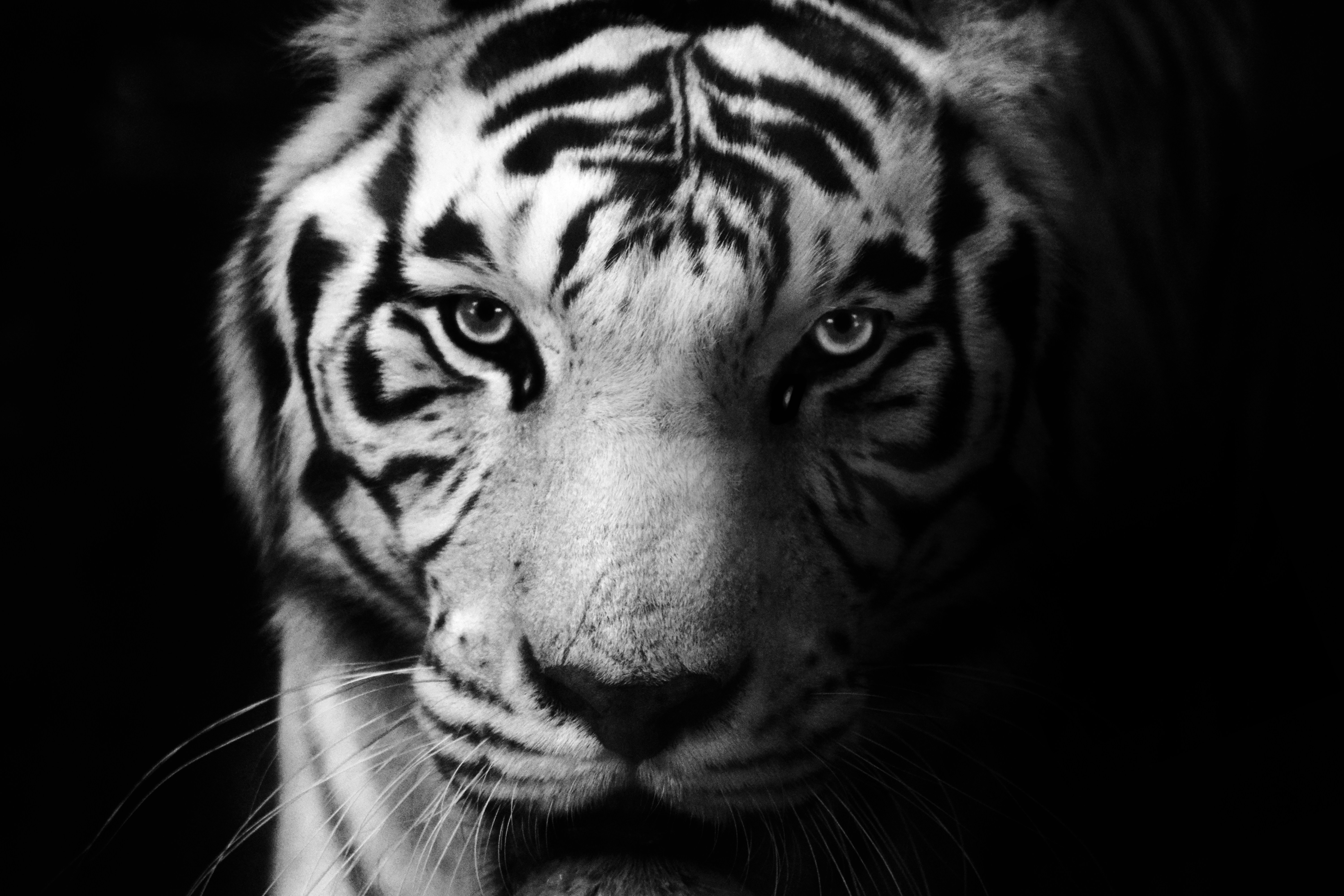 Silent Majesty: The Enigmatic Gaze of the White Tiger