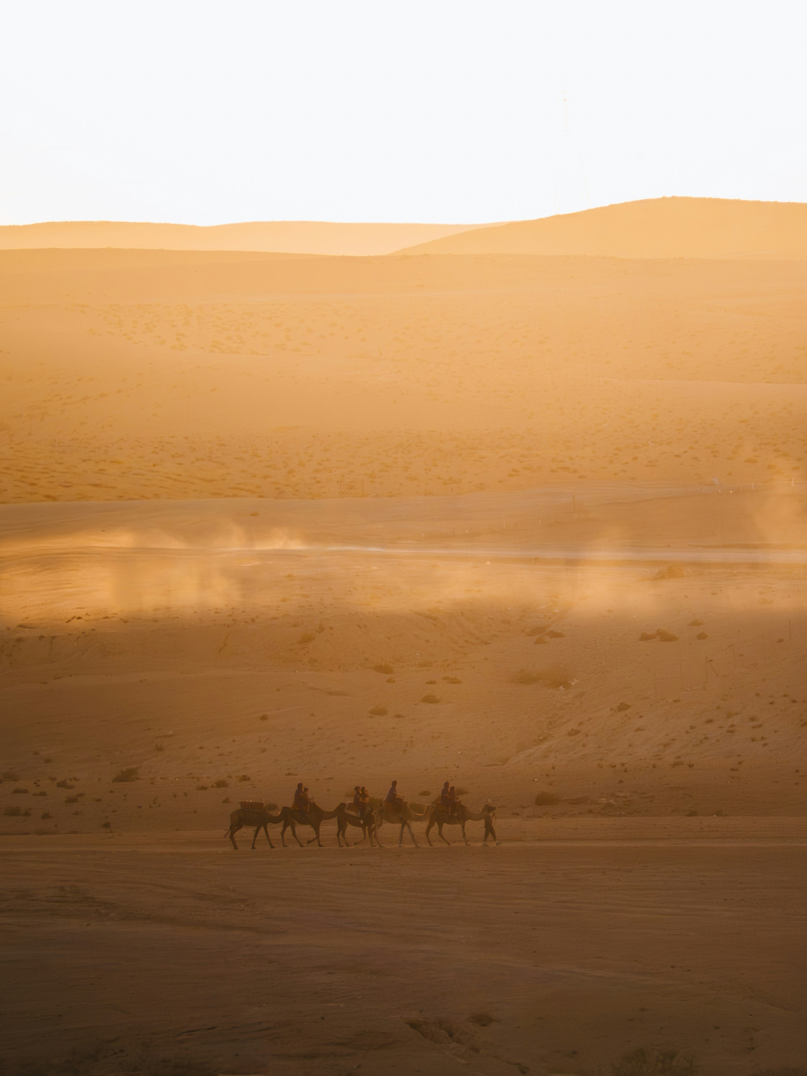Carovana di cammelli che camminano nel deserto al tramonto. foto ...