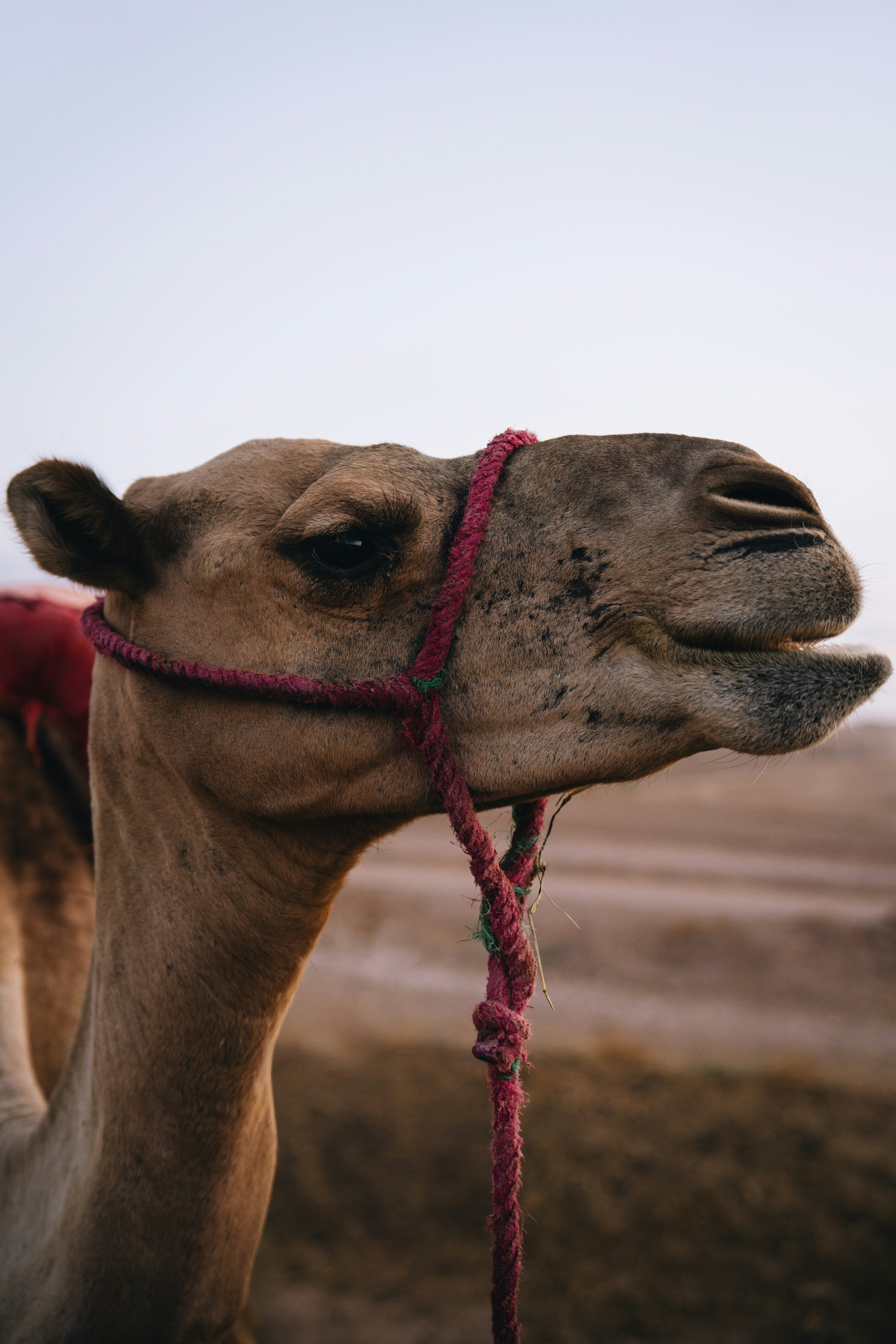 Close-up of a camel's head with a red rope.