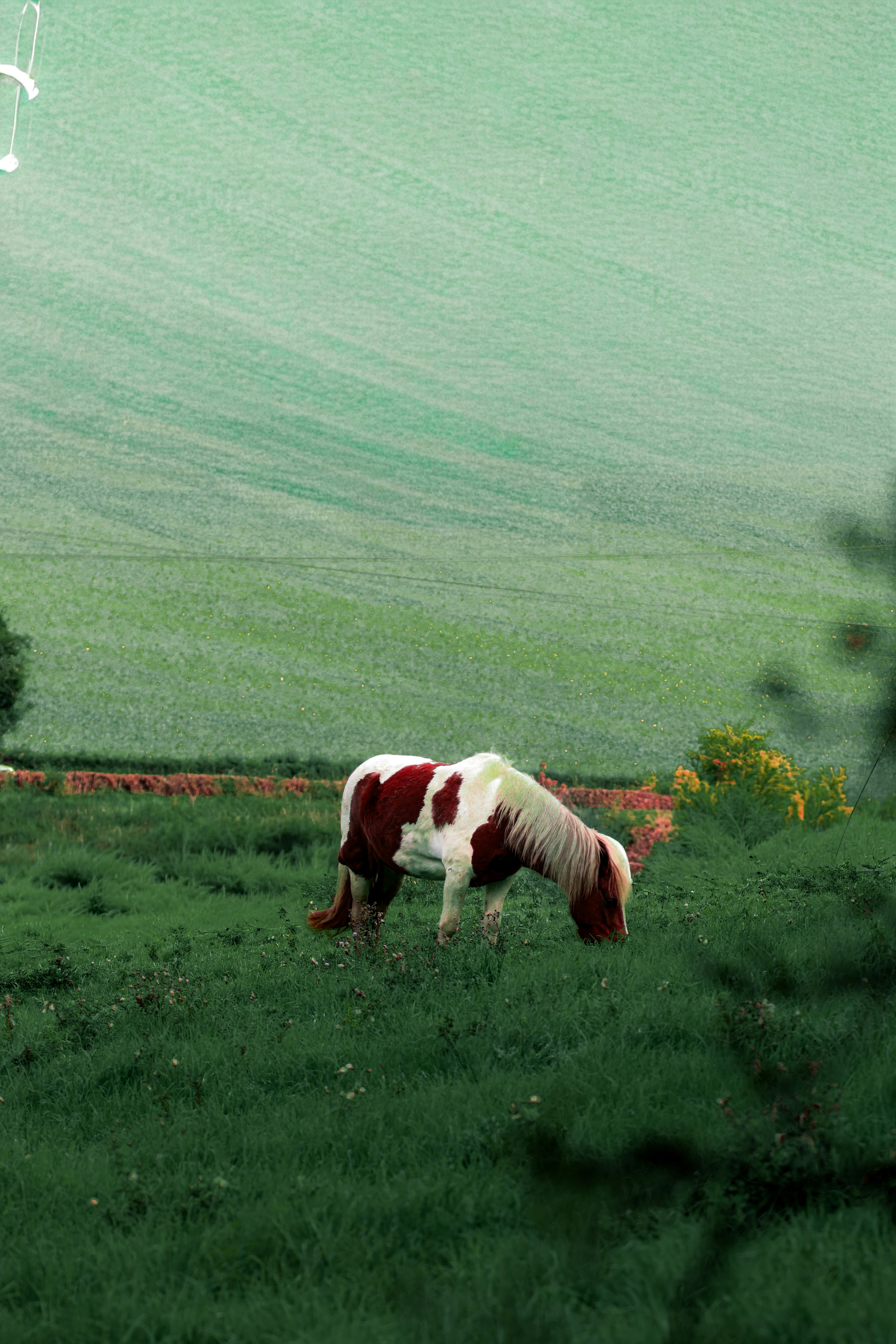 A brown and white horse grazing in a green field.