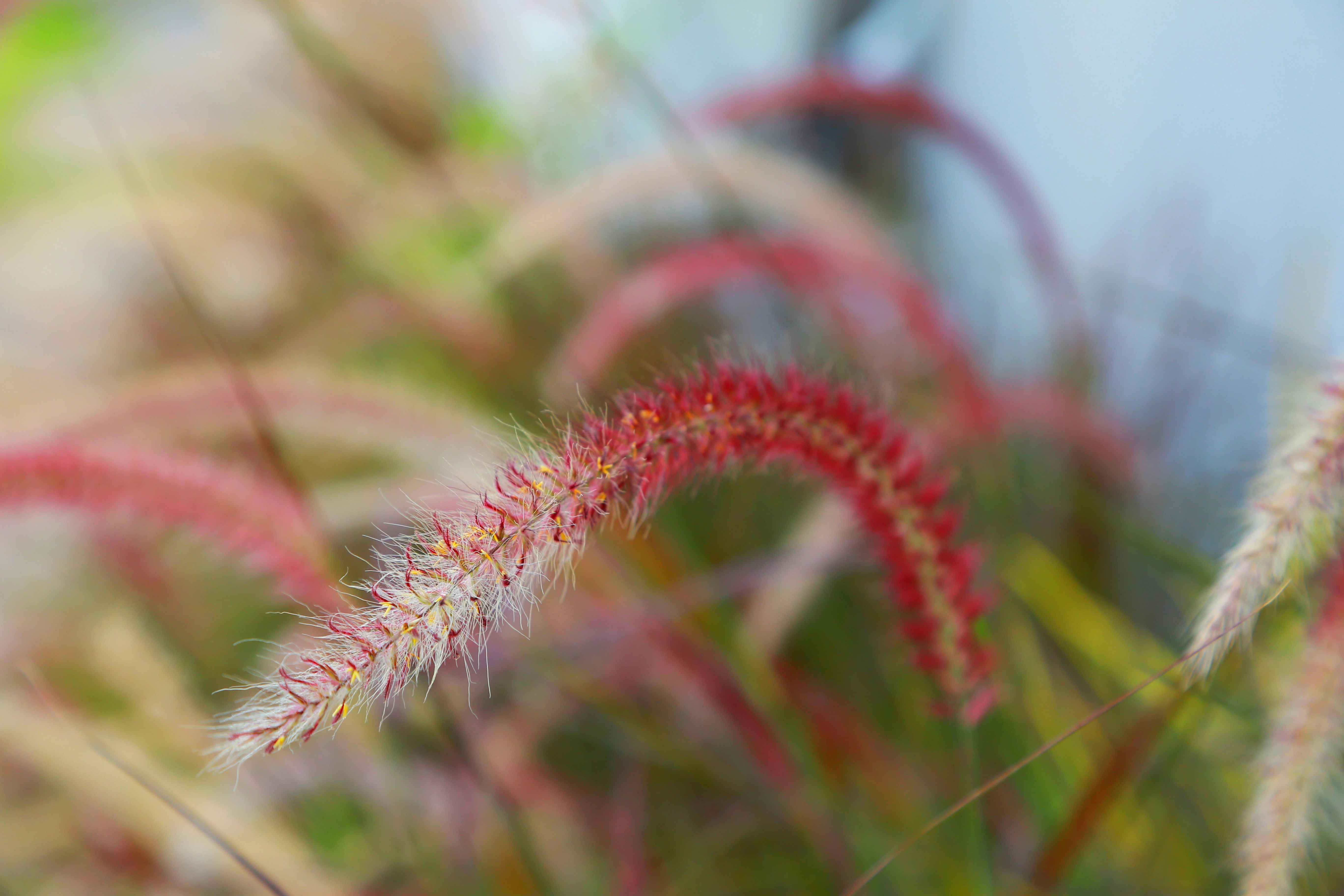Close-up of fluffy ornamental grass with red tips.